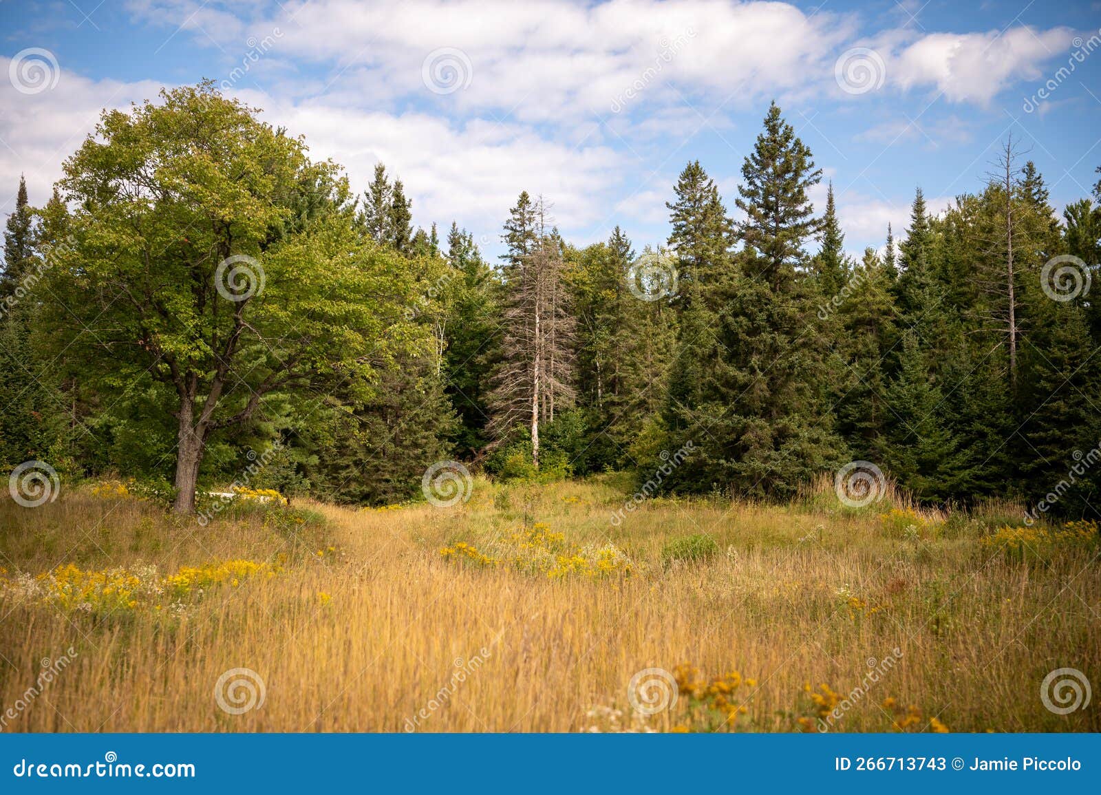 Open space with tree line stock image. Image of nature - 266713743