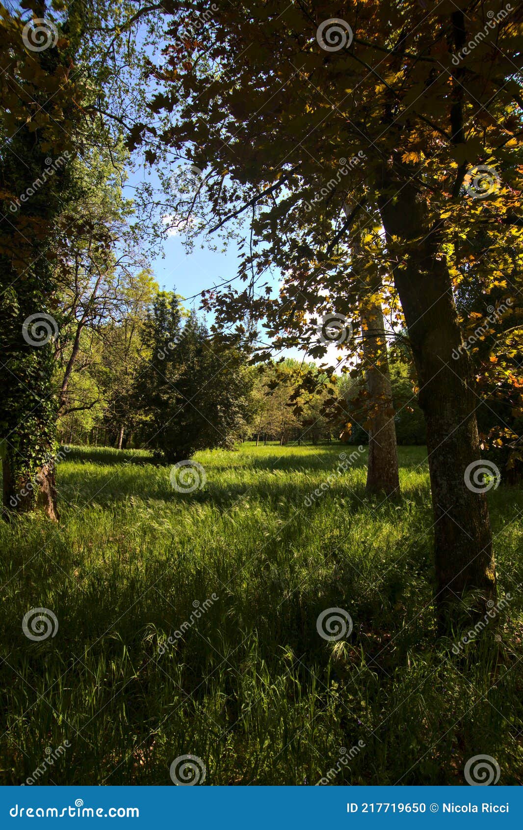 Open Space with Trees and a Maple Lit by the Sun in a Park in the ...