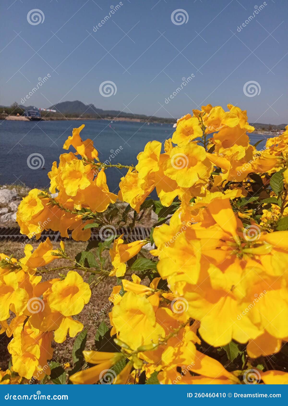 Open spiring season stock photo. Image of meadow, shrub - 260460410