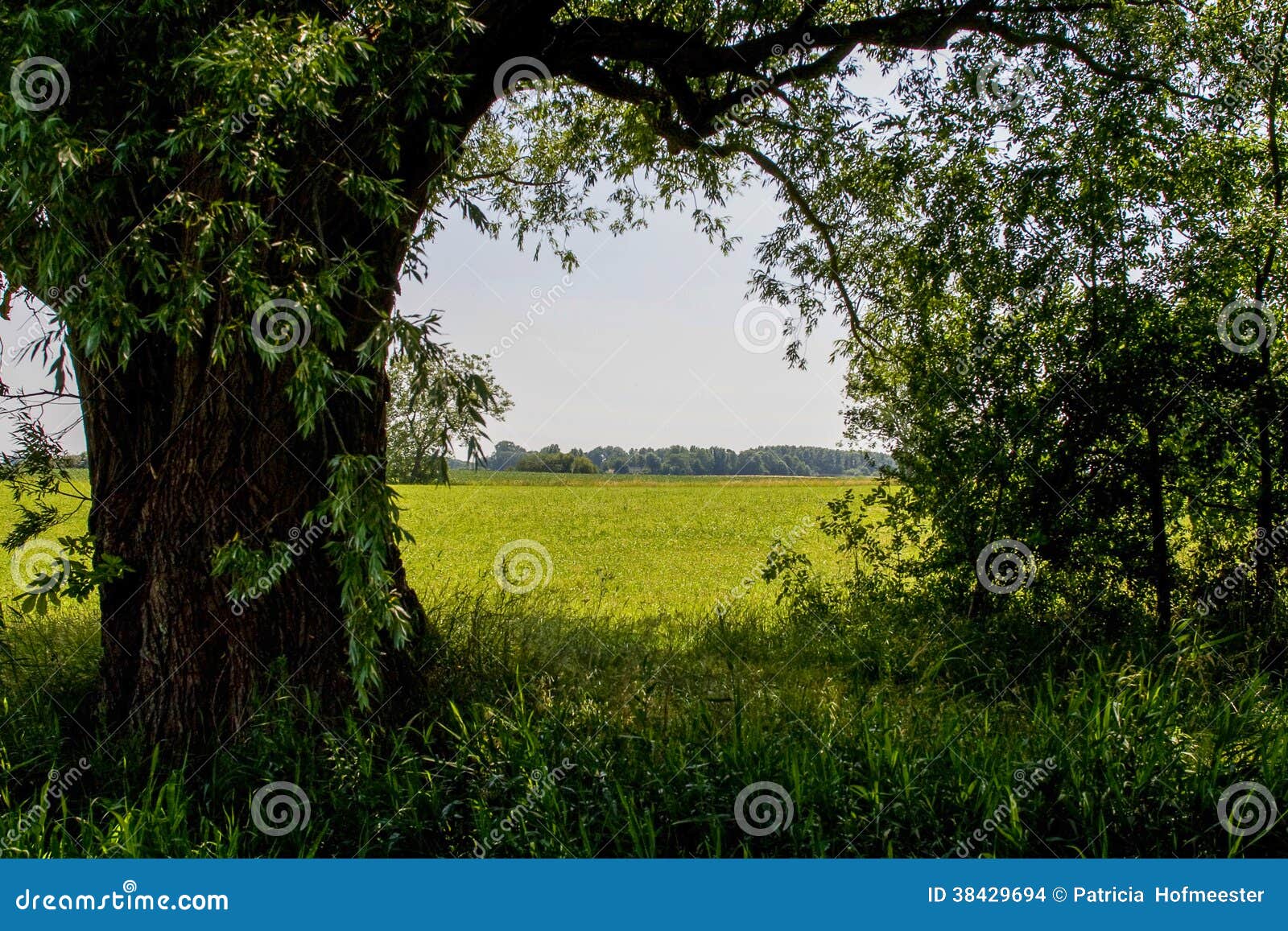 Open spot in hedge stock photo. Image of seethrough, trees - 38429694