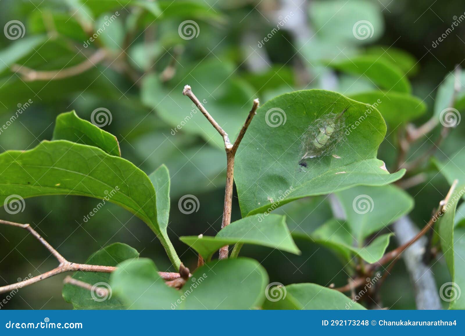 An Open Square Mesh Cage Shape Moth Cocoon, with a Larva Inside is on a ...
