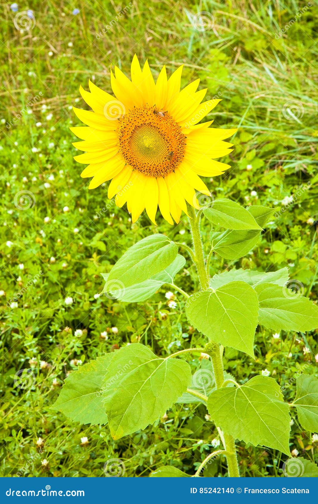 Open Sunflower in a Field of Grass Stock Photo - Image of background ...
