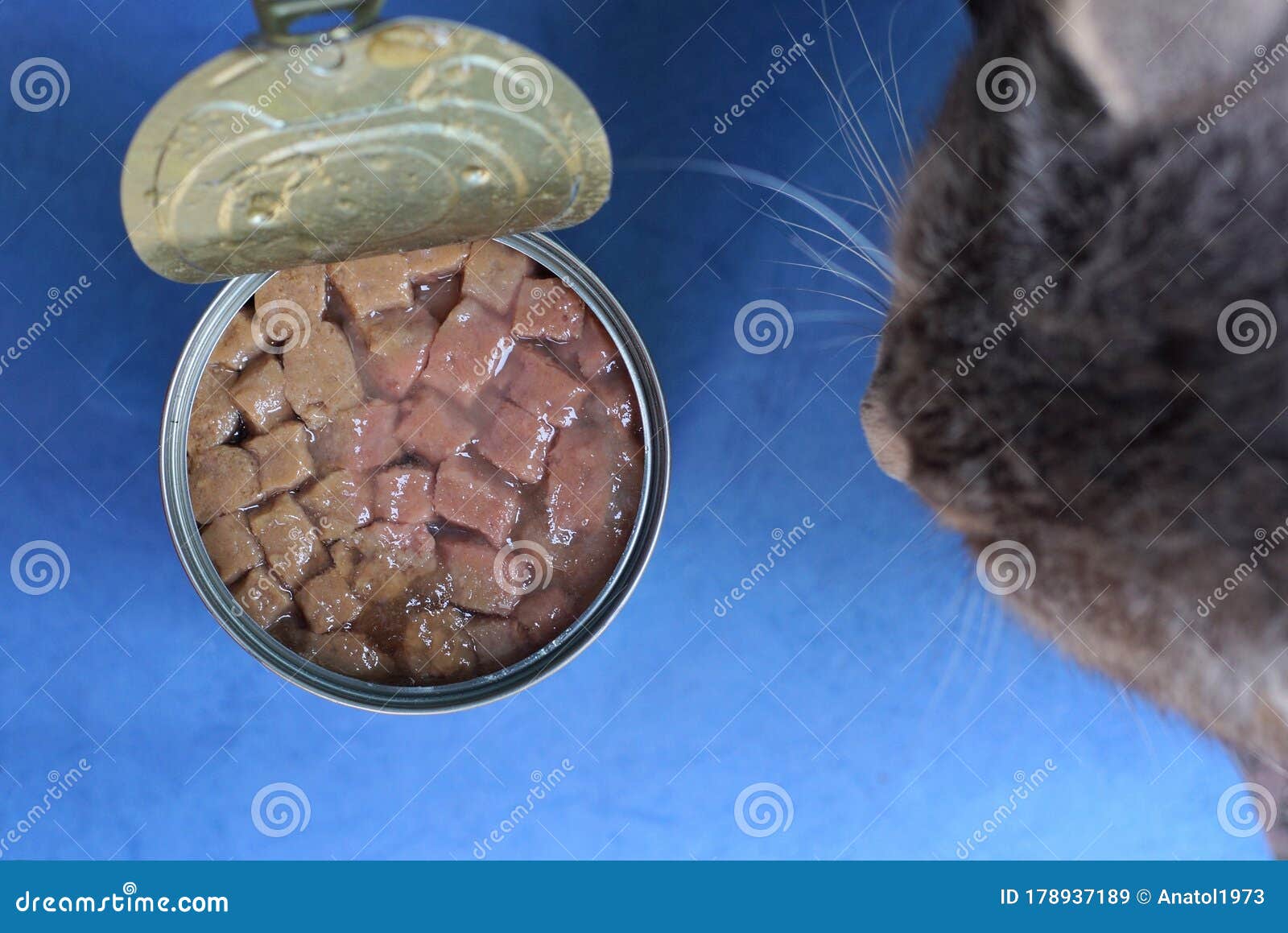 Open Tin Can with Brown Food and a Gray Cat Head Stock Image - Image of ...
