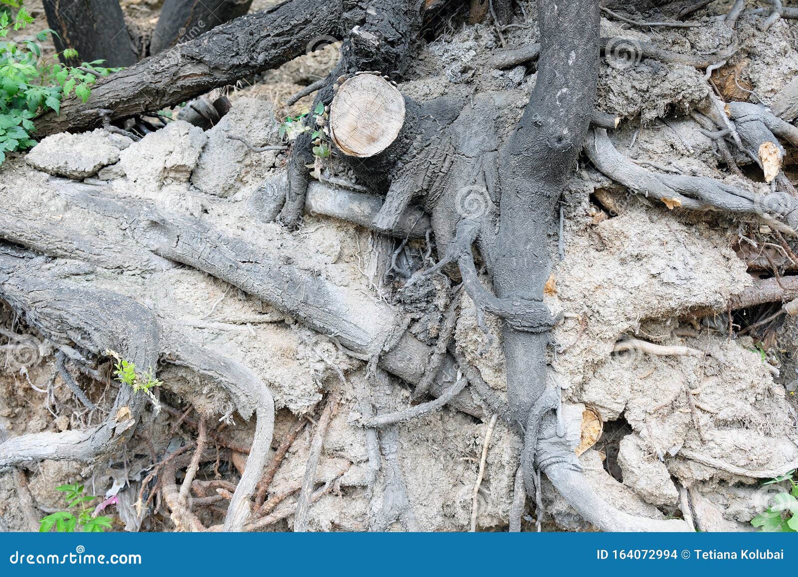 Open tree roots close-up. stock photo. Image of forest - 164072994