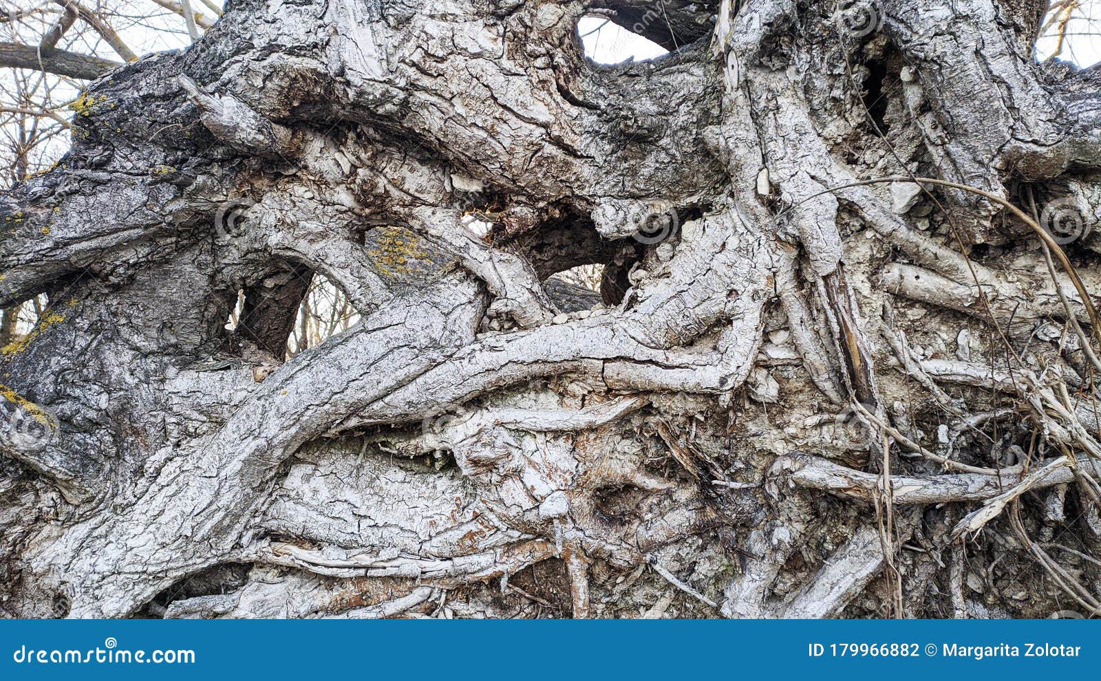 Open Tree Roots Close-up. the Roots of an Old Big Tree Stock Photo ...
