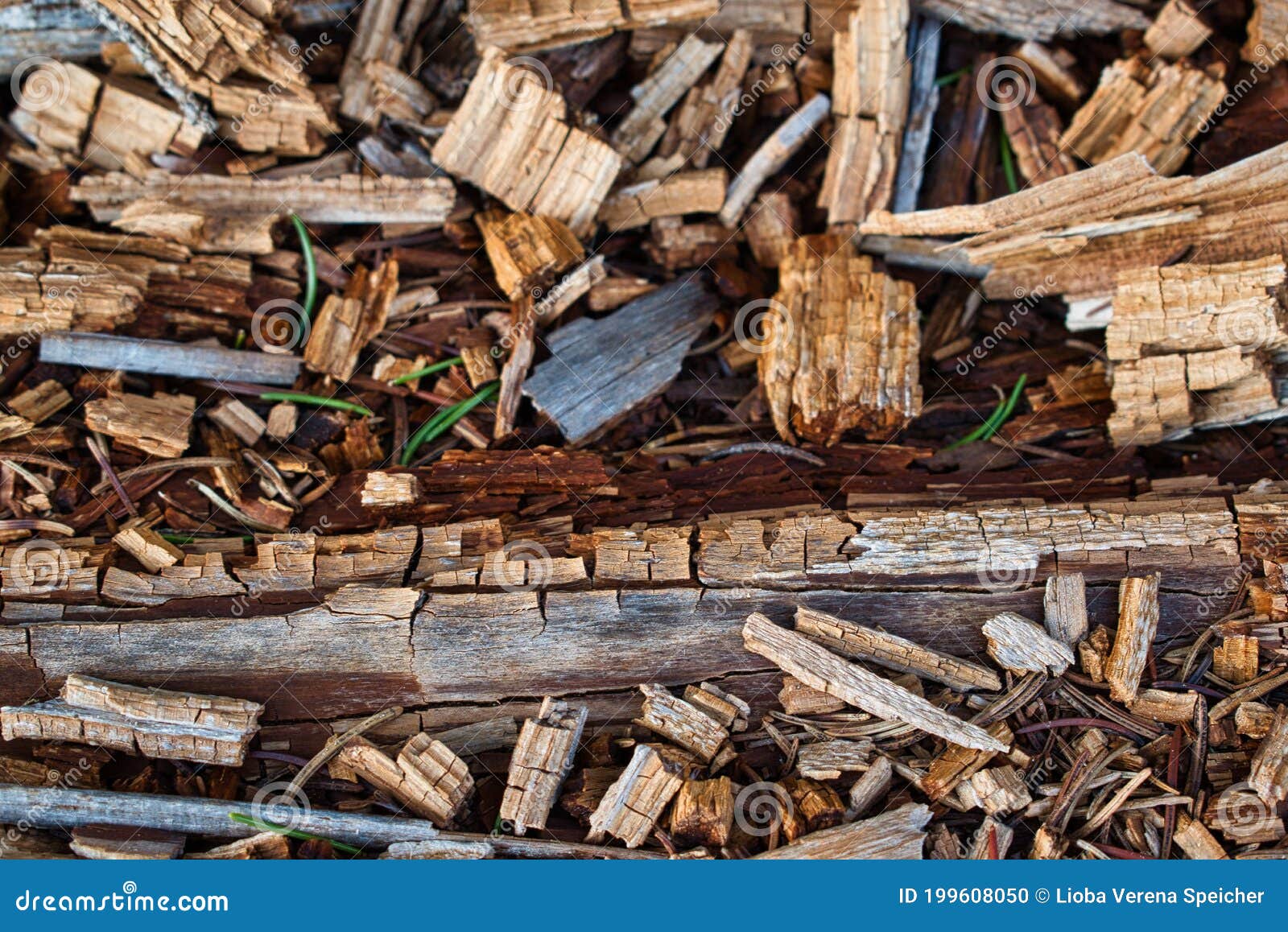 Splintered Wood in the Black Forest Stock Photo - Image of trunk ...