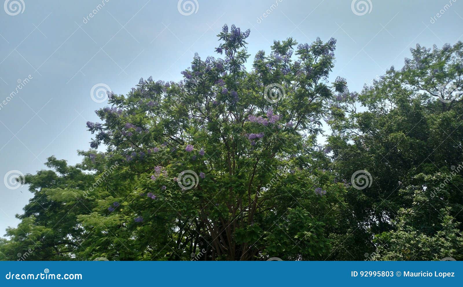 Open trees stock image. Image of nice, open, flowers - 92995803