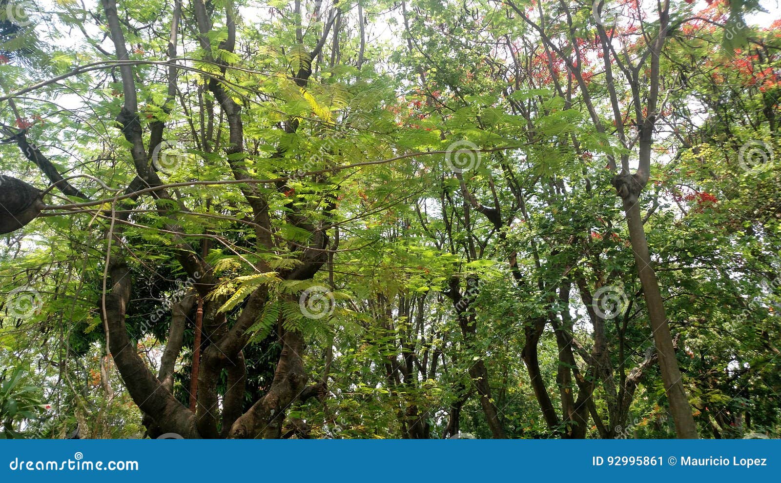 Open trees stock image. Image of ecosystem, blue, flora - 92995861