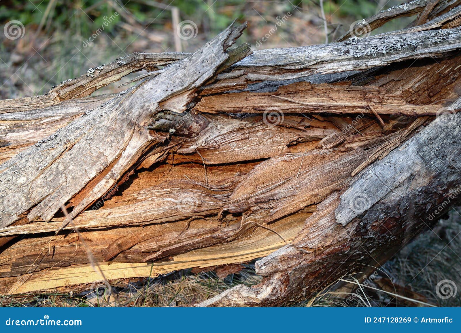 Open Trunk of the Broken Tree with Detailed View Inside Texture in the ...