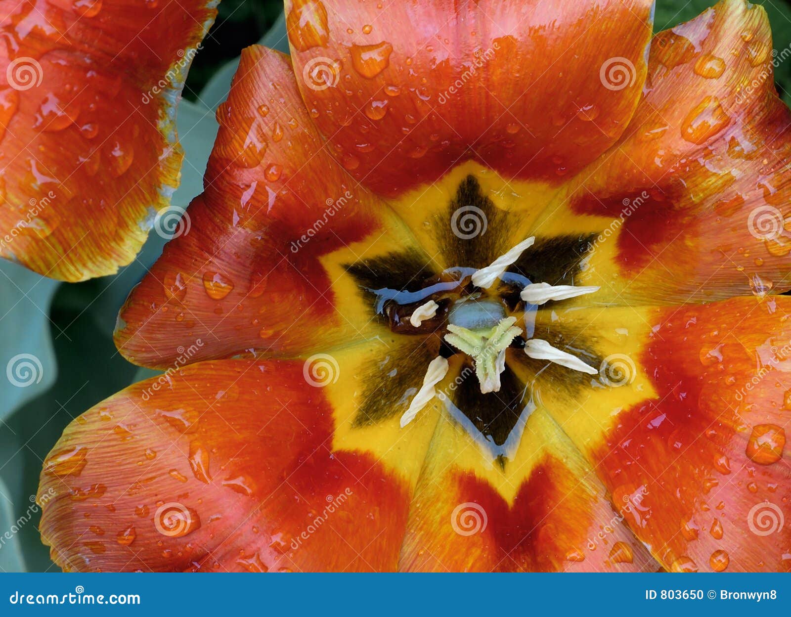 Open Tulip stock photo. Image of smooth, black, nature - 803650