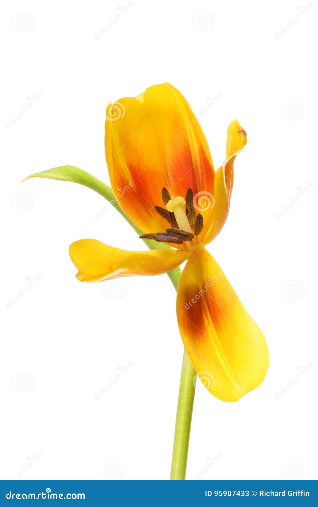 Open tulip flower stock image. Image of blossom, petal - 95907433