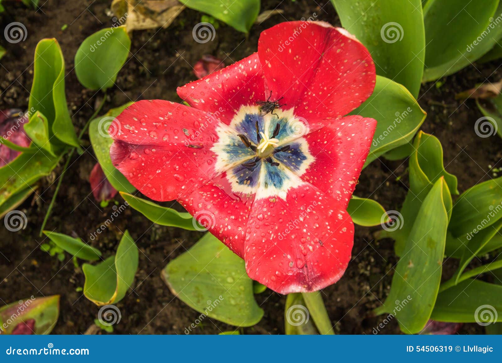 Open tulip stock image. Image of field, summer, water - 54506319