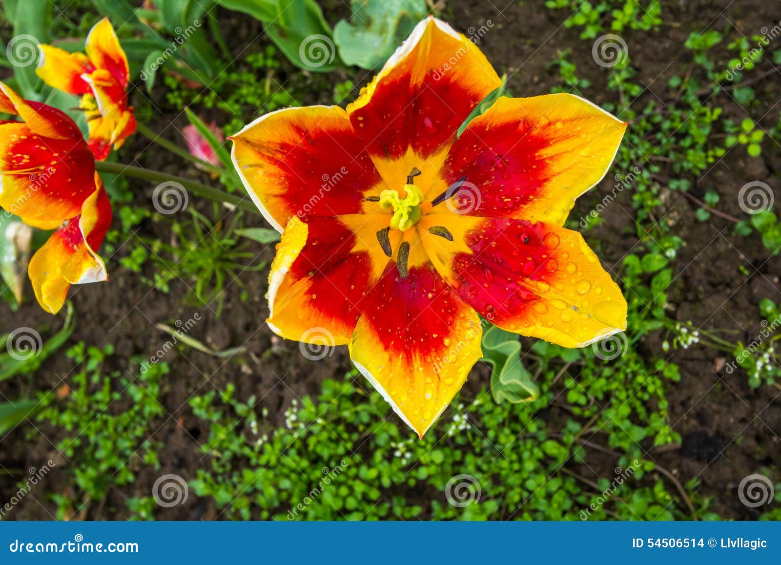 Open tulip stock photo. Image of blossoming, drop, field - 54506514