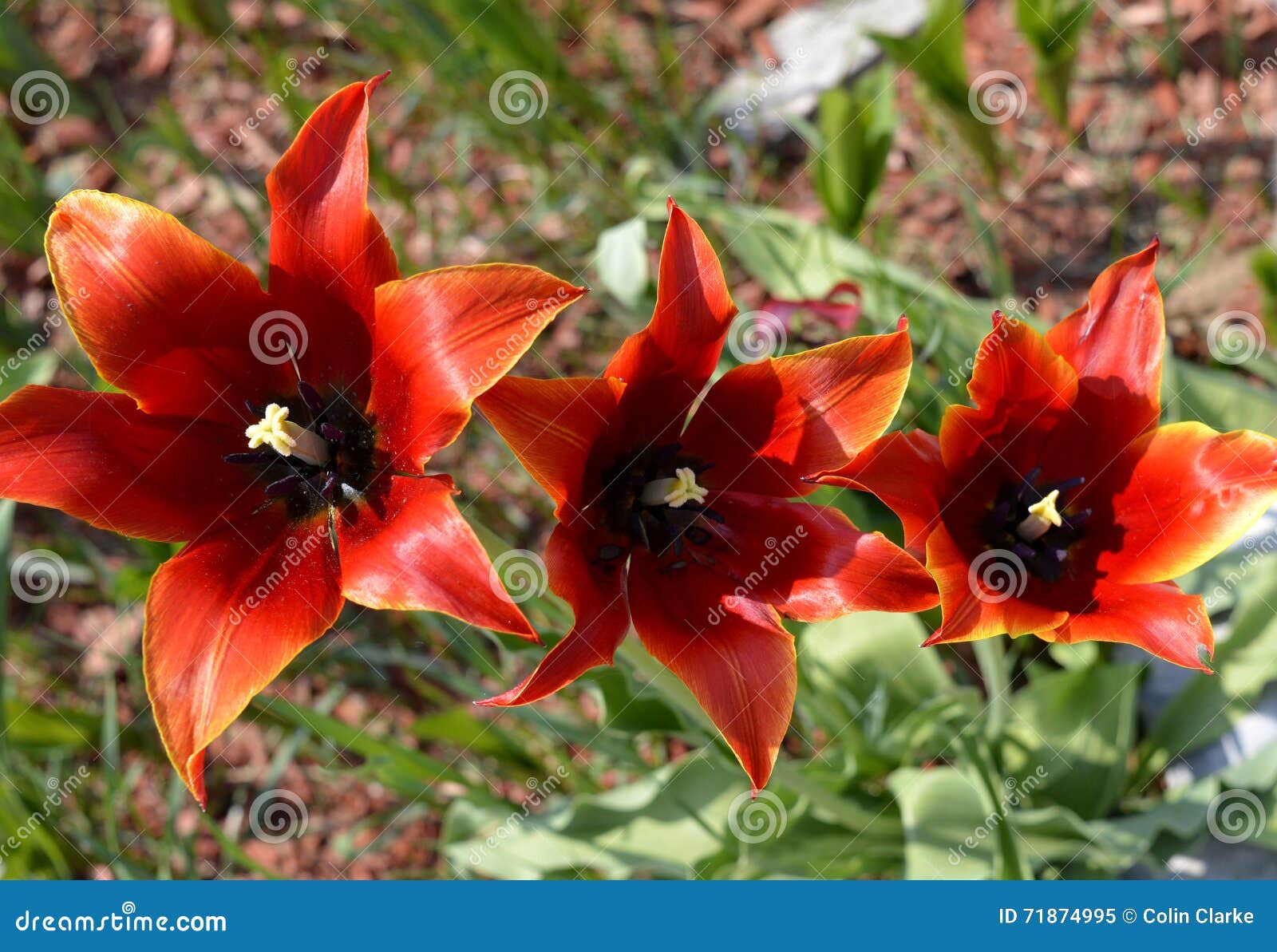 Open Tulips stock image. Image of ottawa, spring, canada - 71874995
