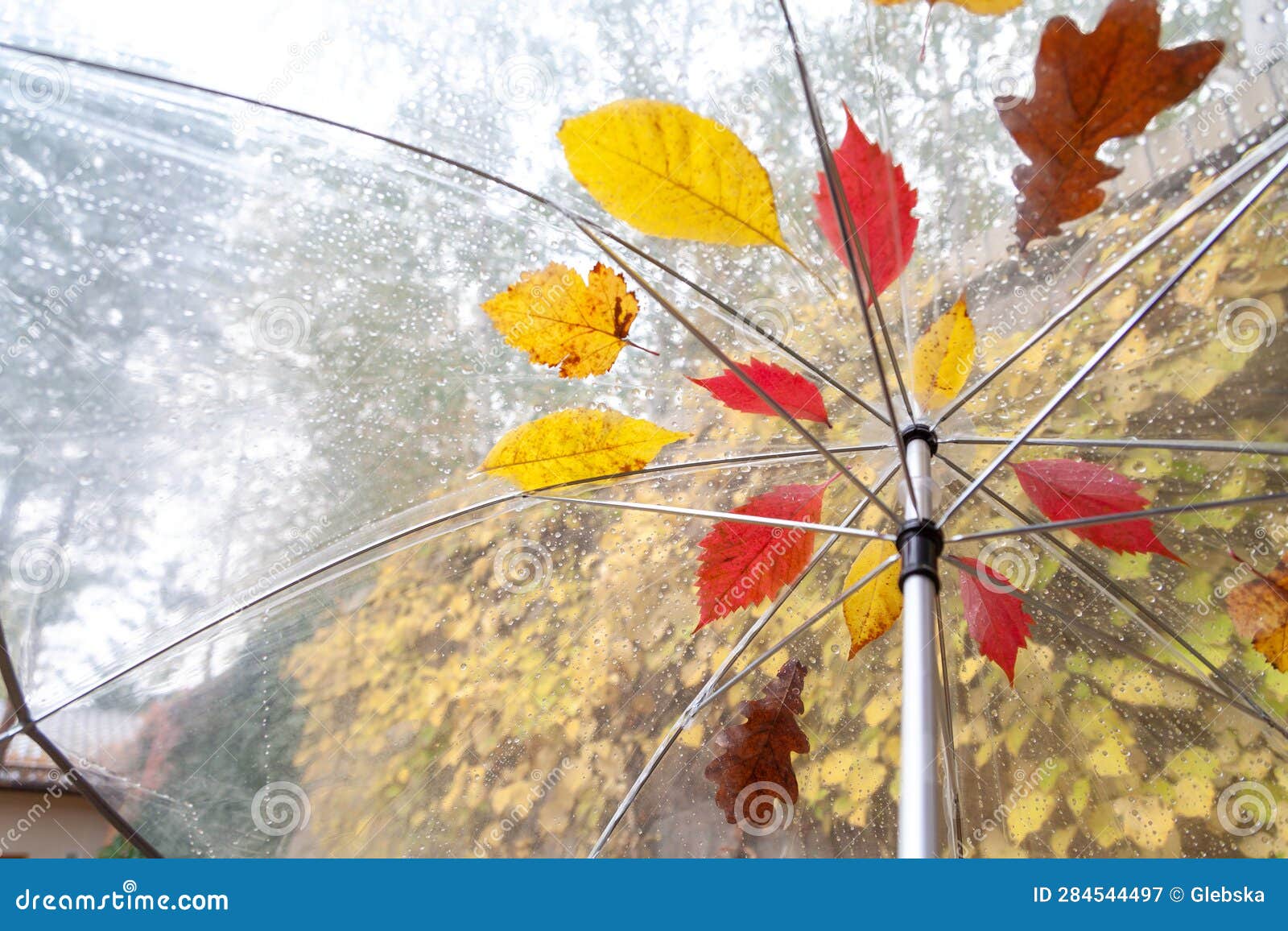 Transparent Umbrella with Leaves of Different Trees Stock Image - Image ...