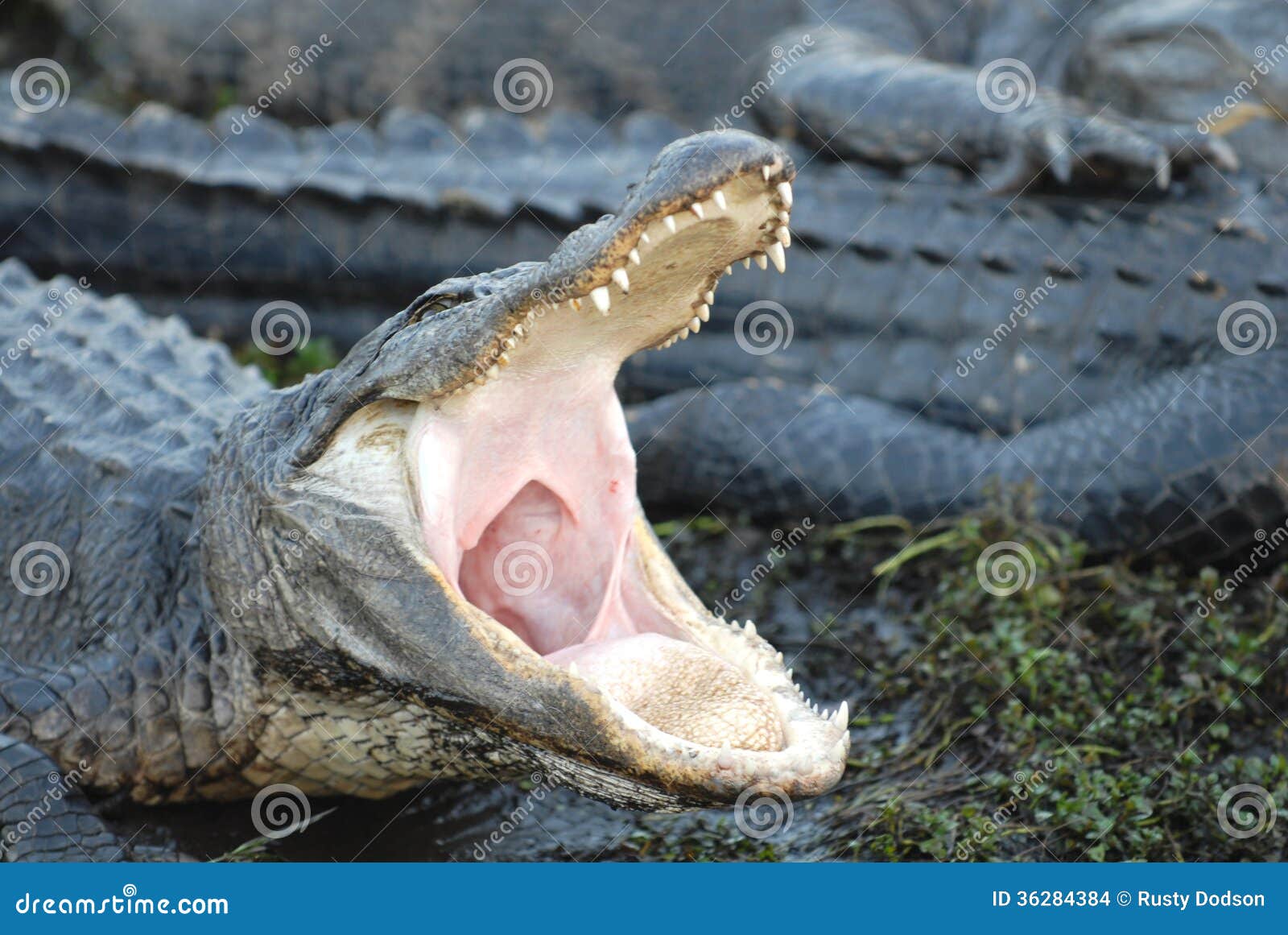 Open Up, Gator stock photo. Image of nature, gator, alligator - 36284384