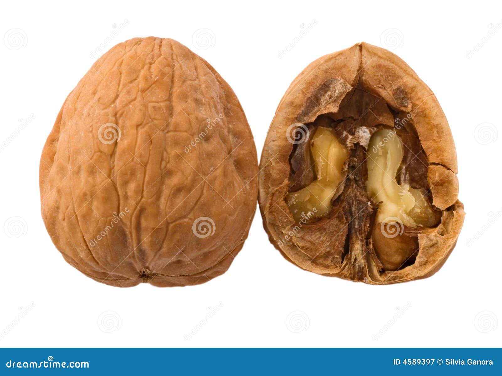 Open walnut stock image. Image of nutshell, fall, walnut - 4589397