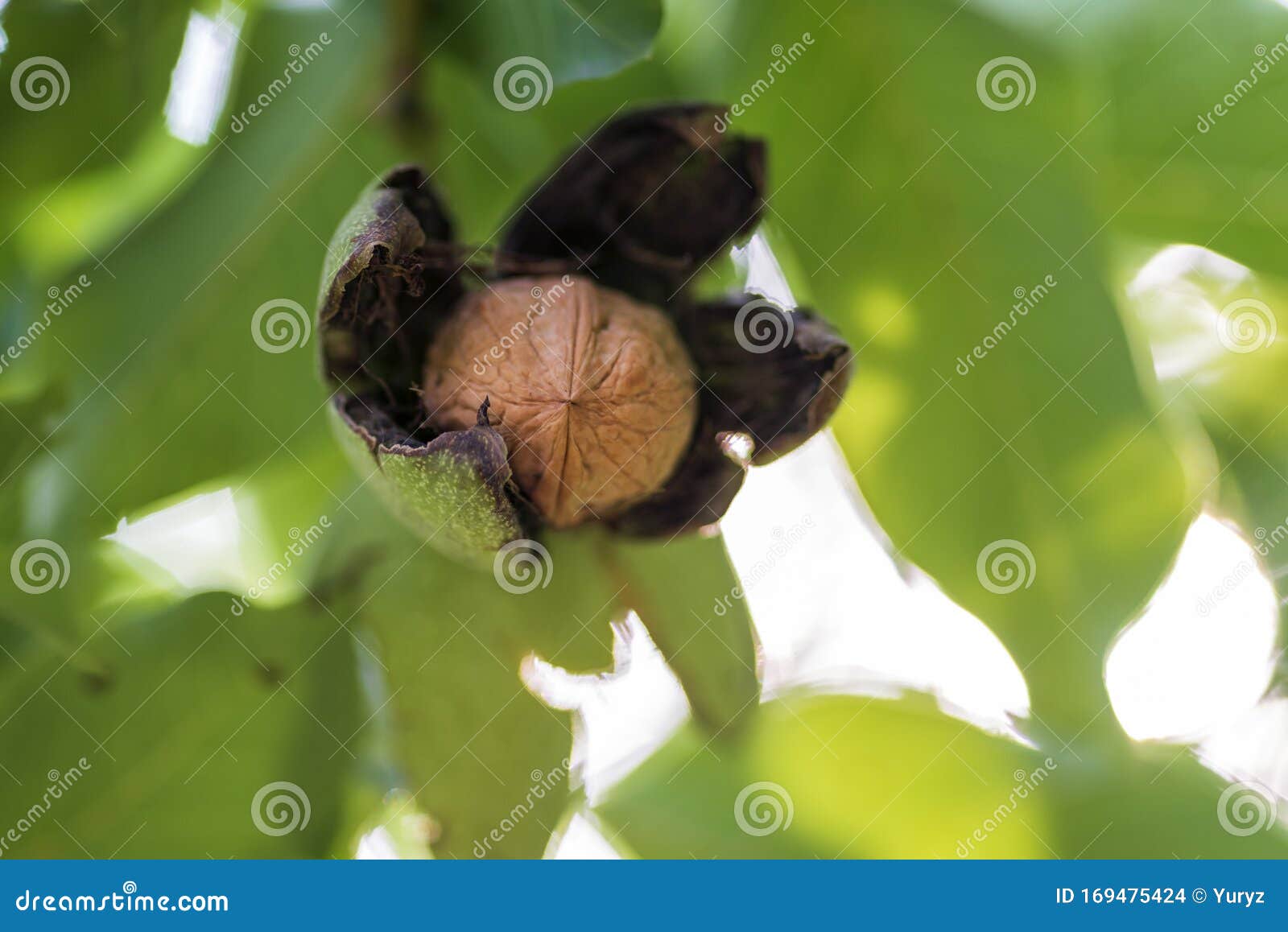 Open walnut on tree stock photo. Image of leaf, outdoor - 169475424
