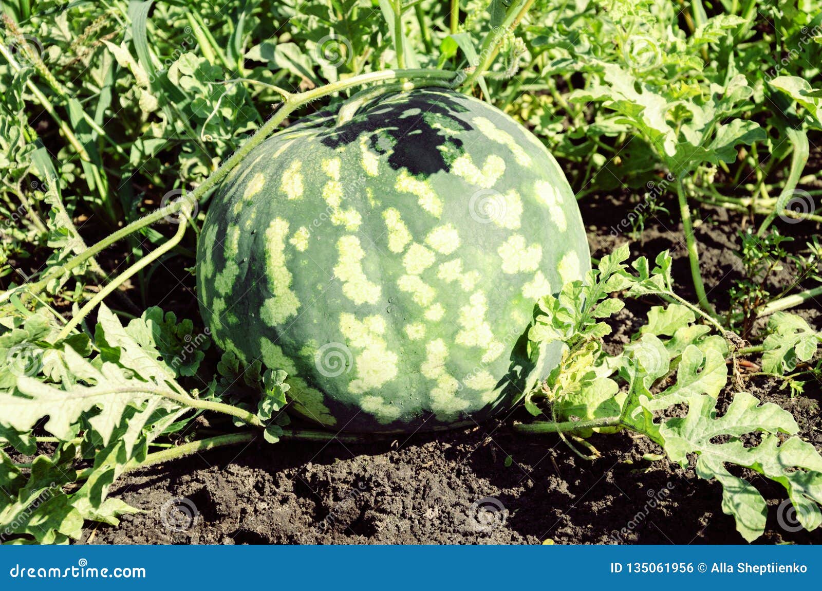 Open watermelon fruit stock photo. Image of harvest - 135061956