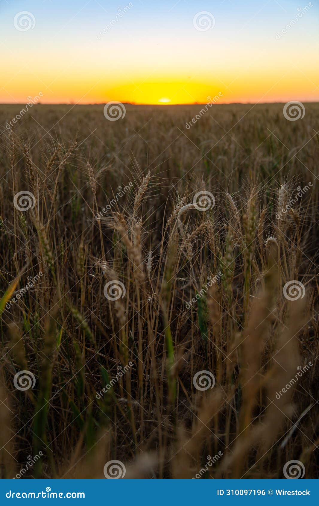 Open Wheat Field with Tall Grass during Sunset Stock Photo - Image of ...
