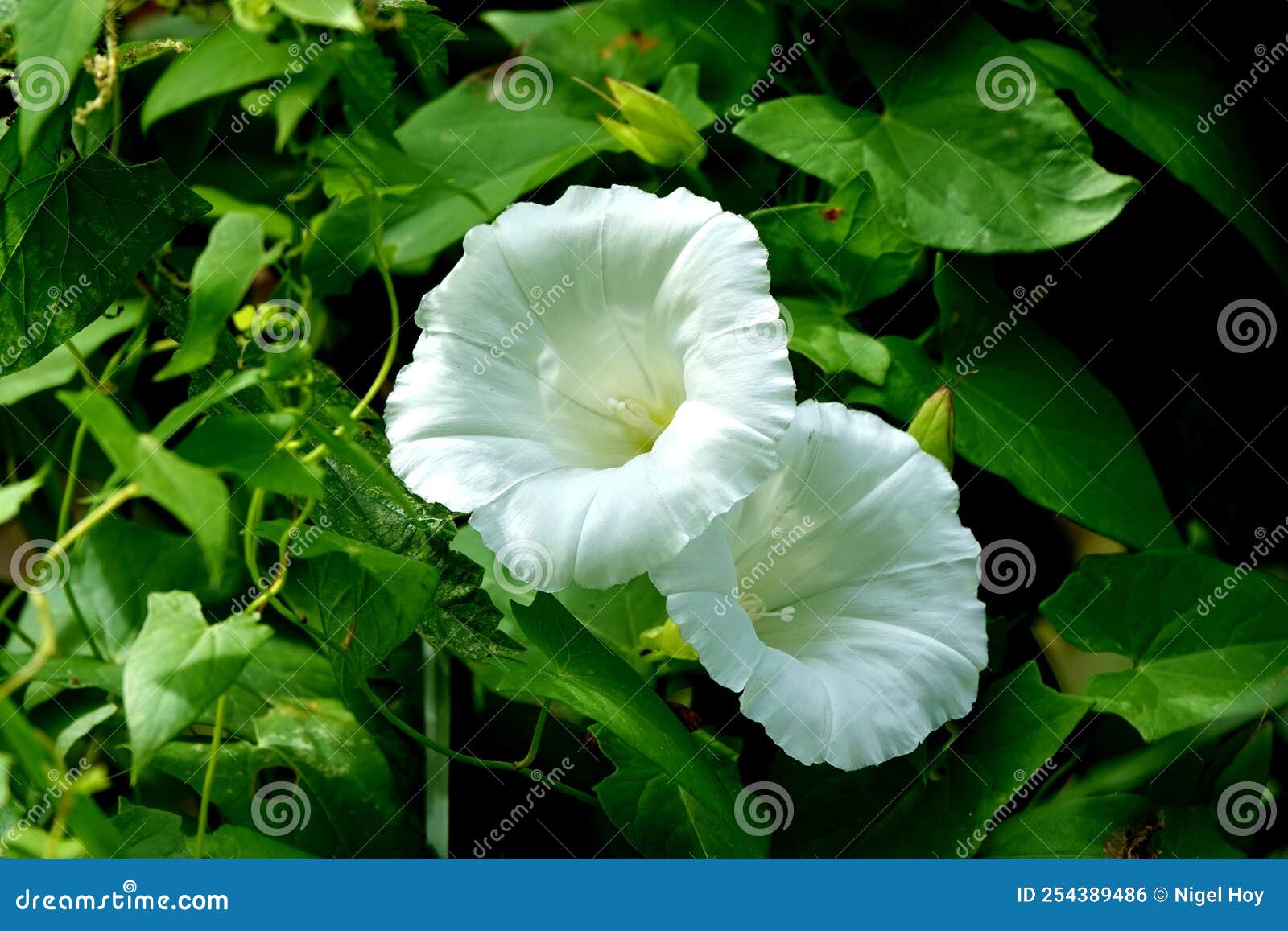 Open White Flowers of Bindweed Plant Stock Photo - Image of growing ...