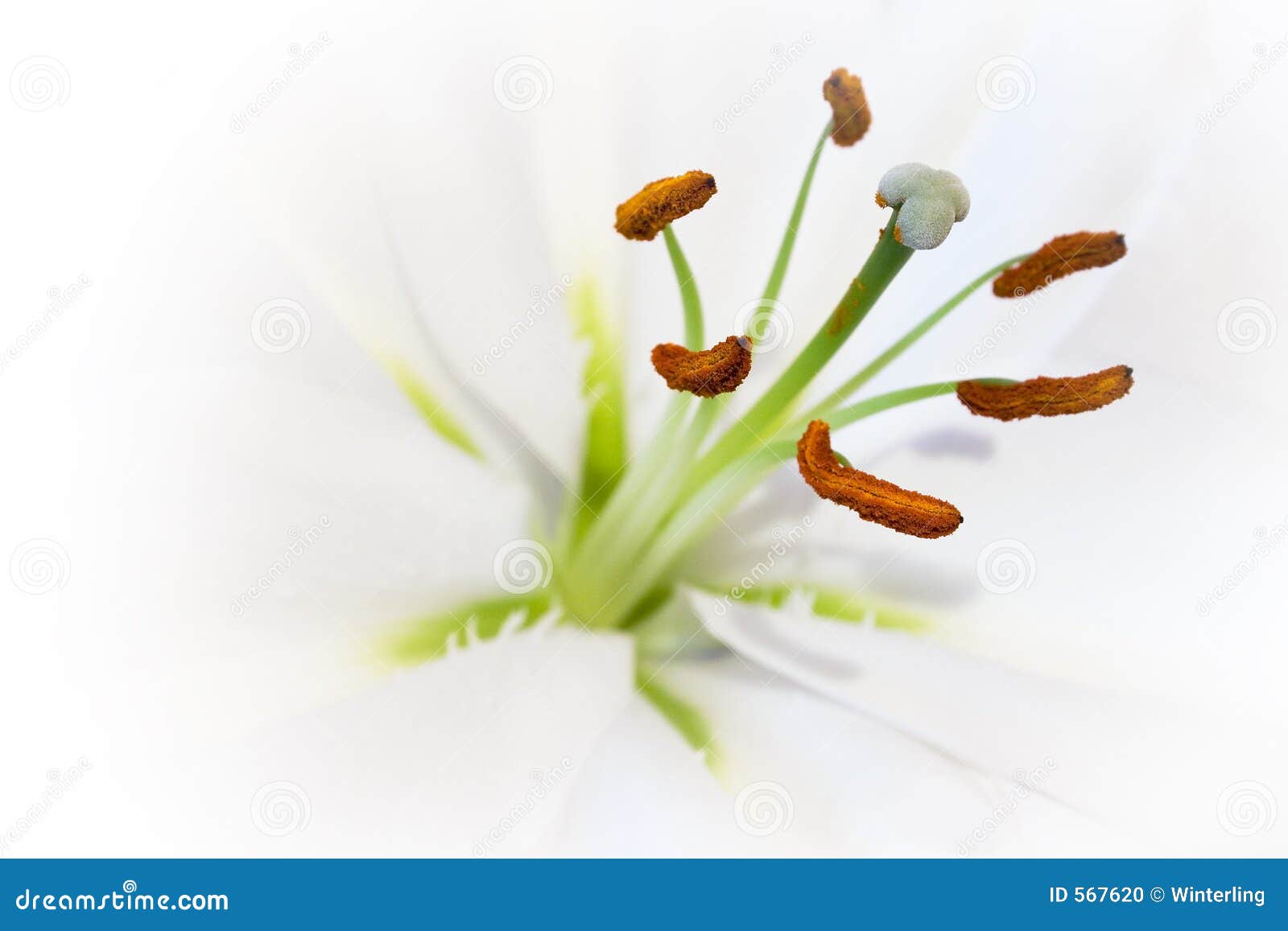 Open White Lily (Close View) Stock Photo - Image of beauty, contentment ...