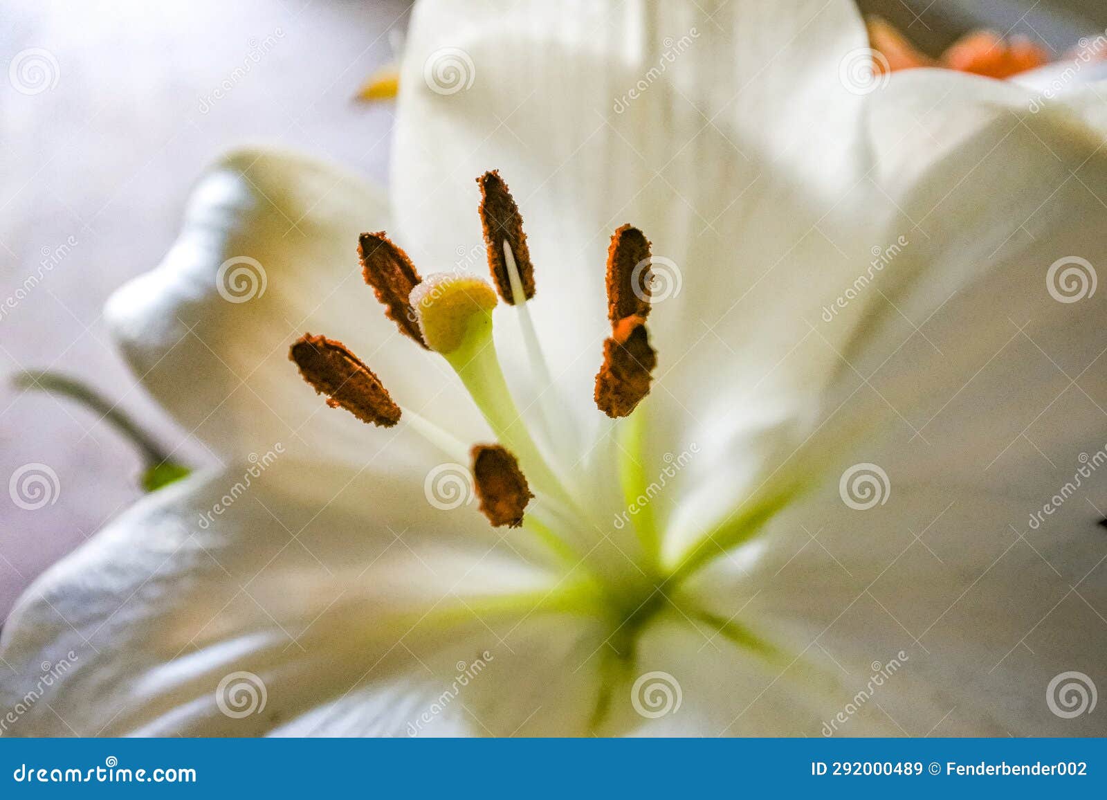 Open White Lily with Full Pollen Stems Stock Image - Image of bloom ...