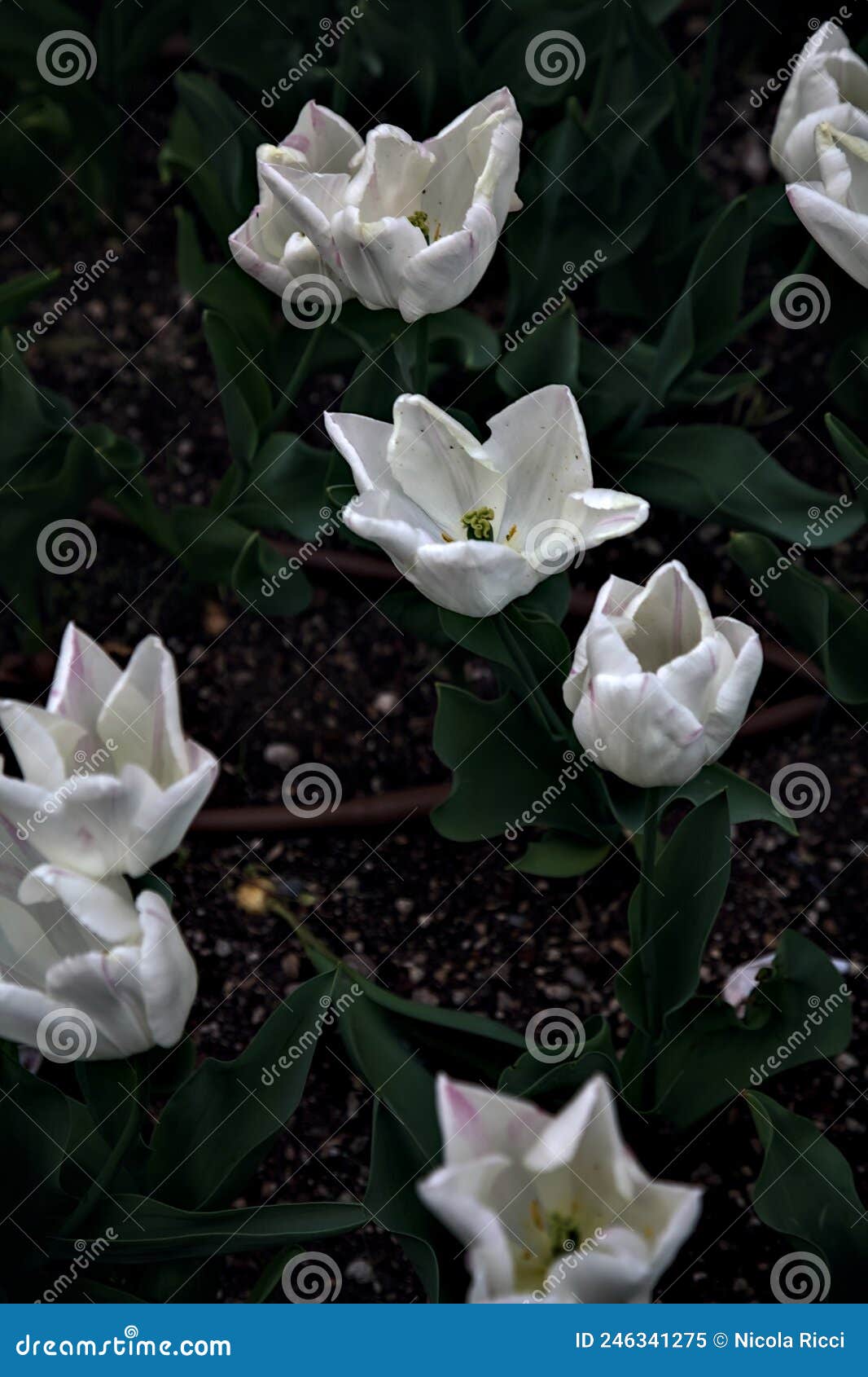 Almost Open White Tulips Seen Up Close Stock Image - Image of green ...