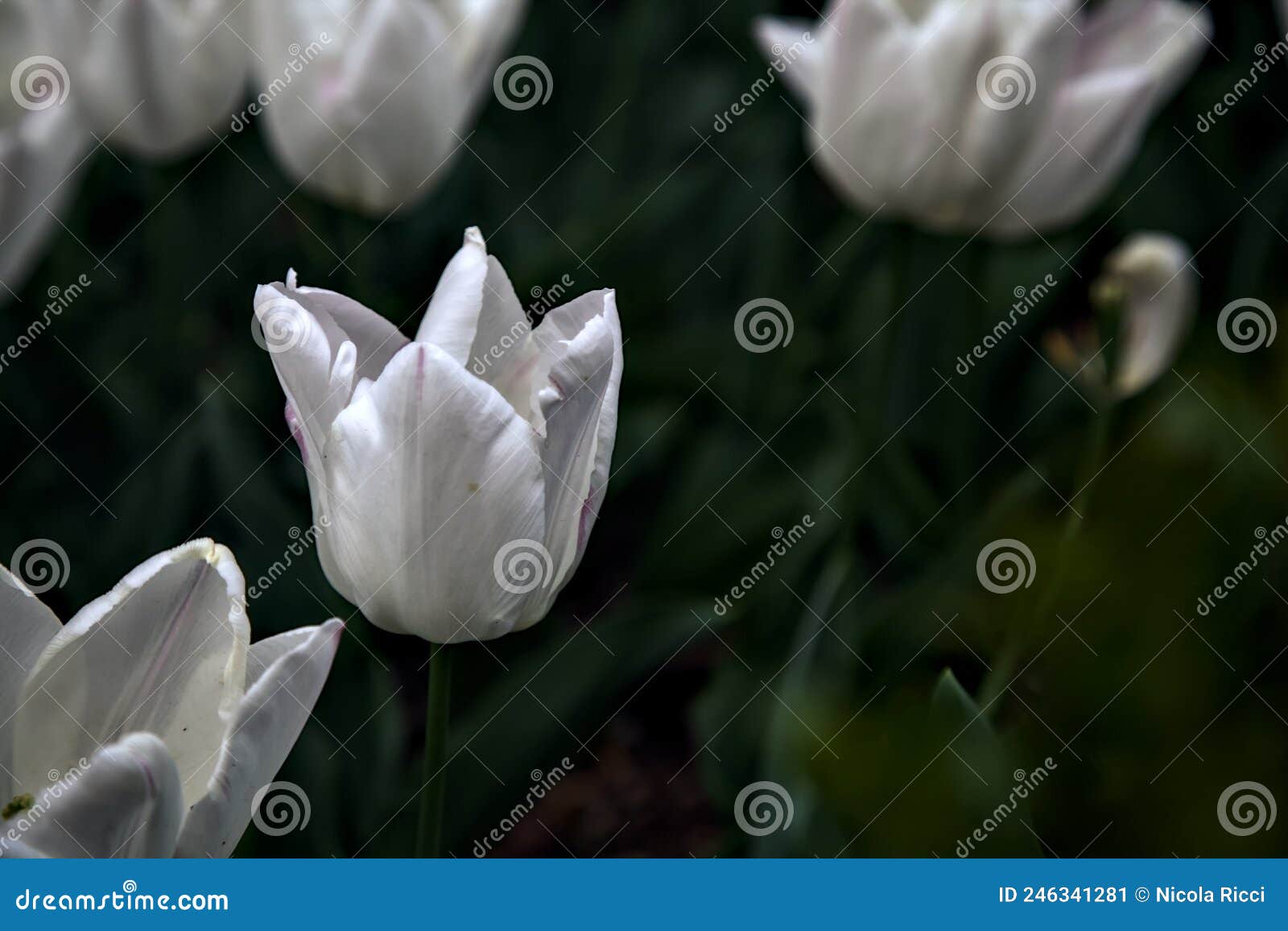 Almost Open White Tulips Seen Up Close Stock Image - Image of blossom ...
