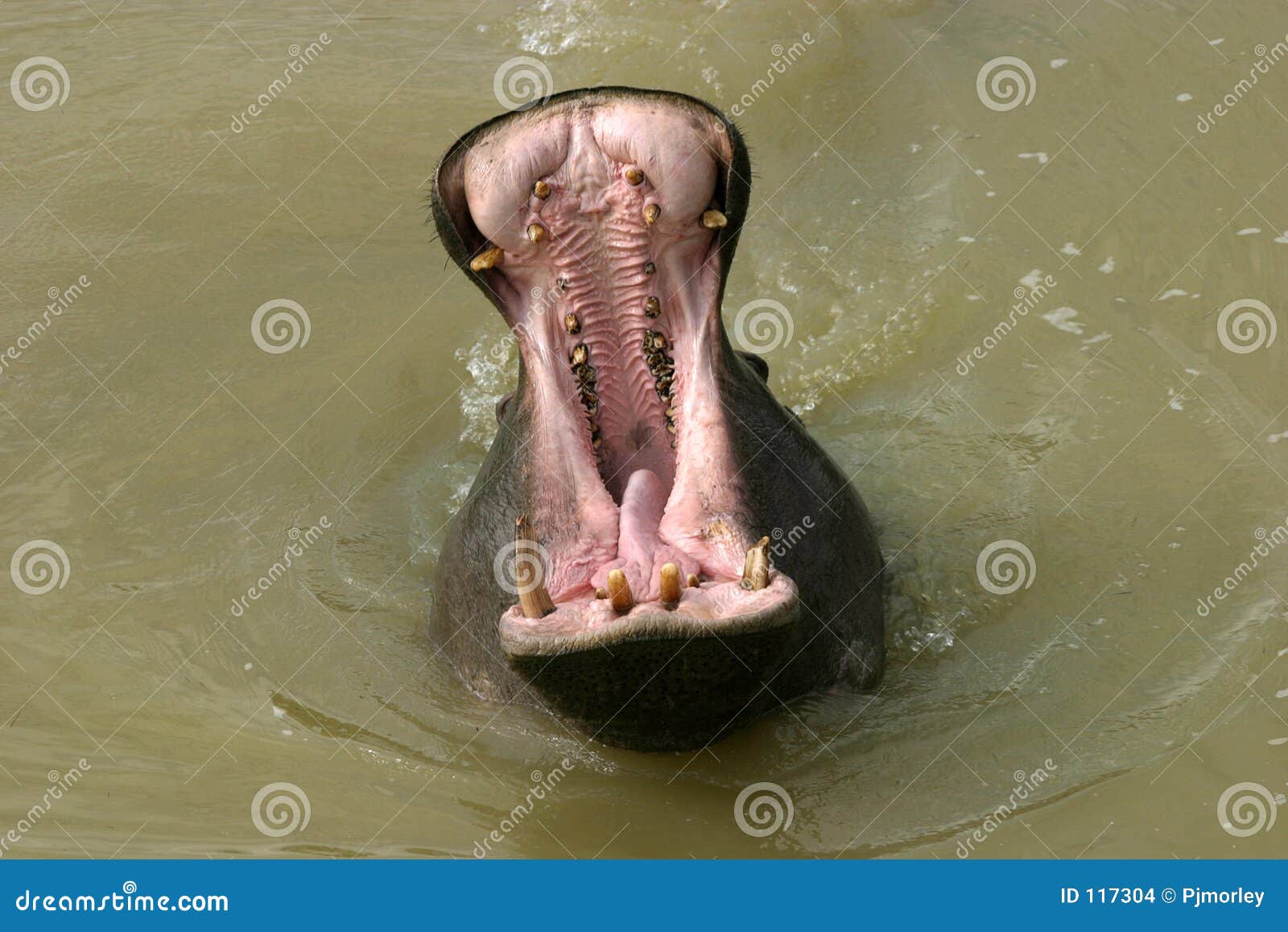 Open Wide stock photo. Image of enormous, grey, natural - 117304
