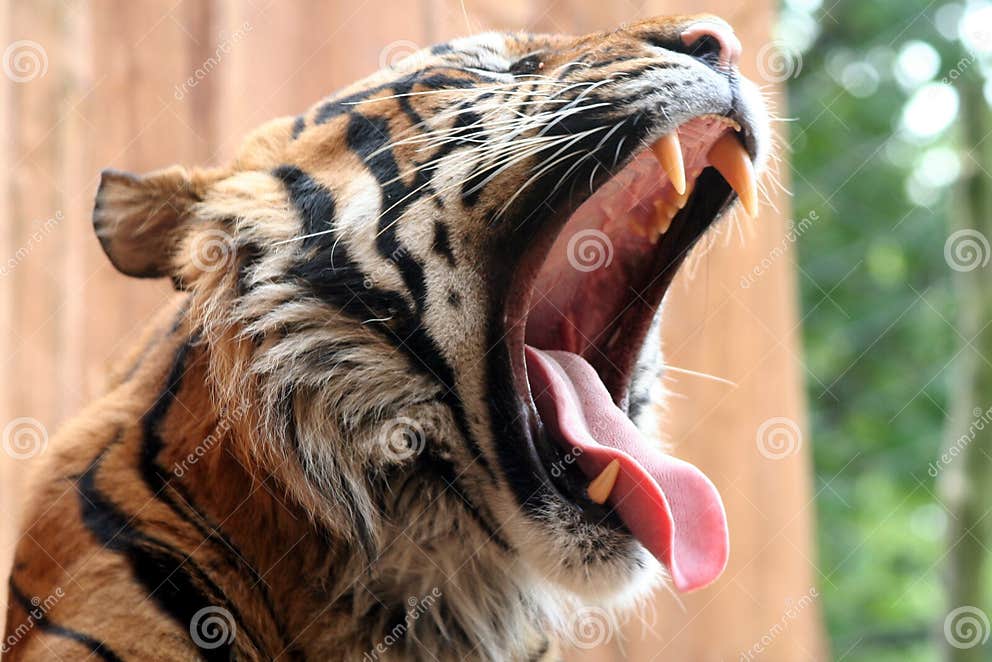 Open wide ! stock photo. Image of danger, wild, tiger, rare - 225588