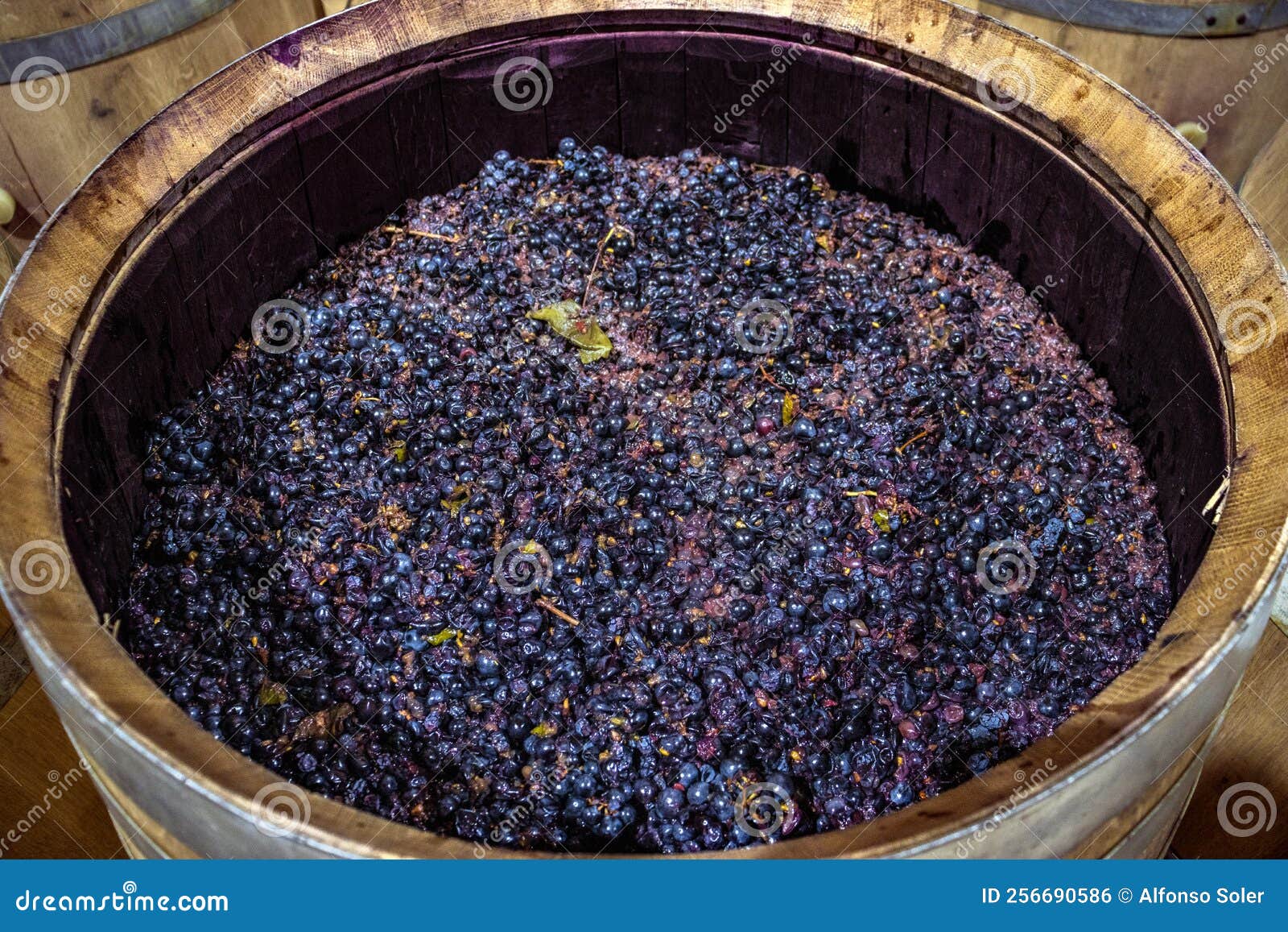 Open Wine Barrel. Grapes Prepared for Fermentation Stock Photo - Image ...