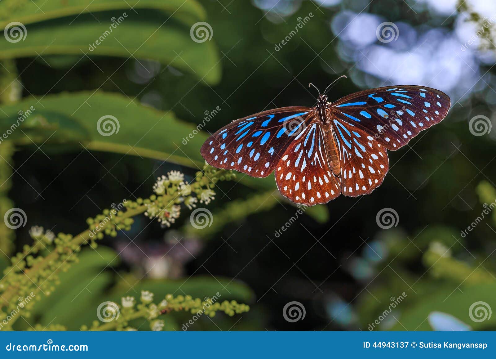 Open Wing of Dark Blue Tiger Butterfly Stock Image - Image of white ...
