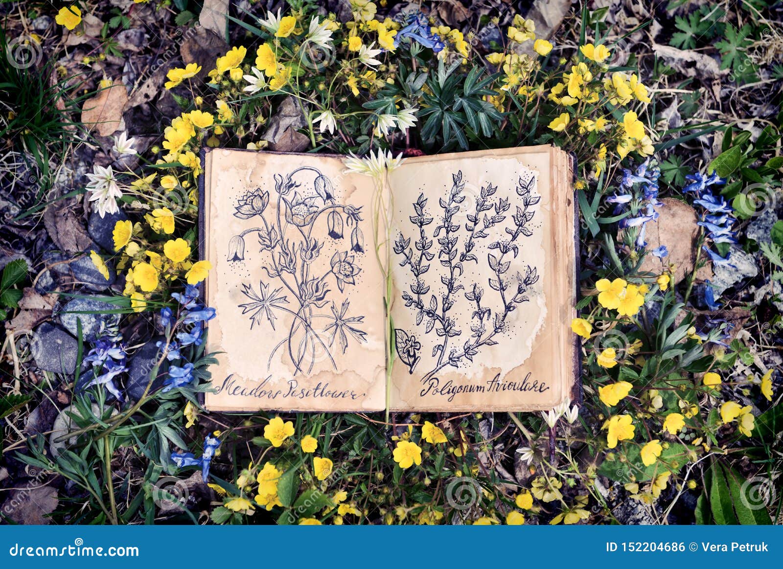 Open Witch Book With Mystic Symbols, Black Candles In Flowers Stock ...