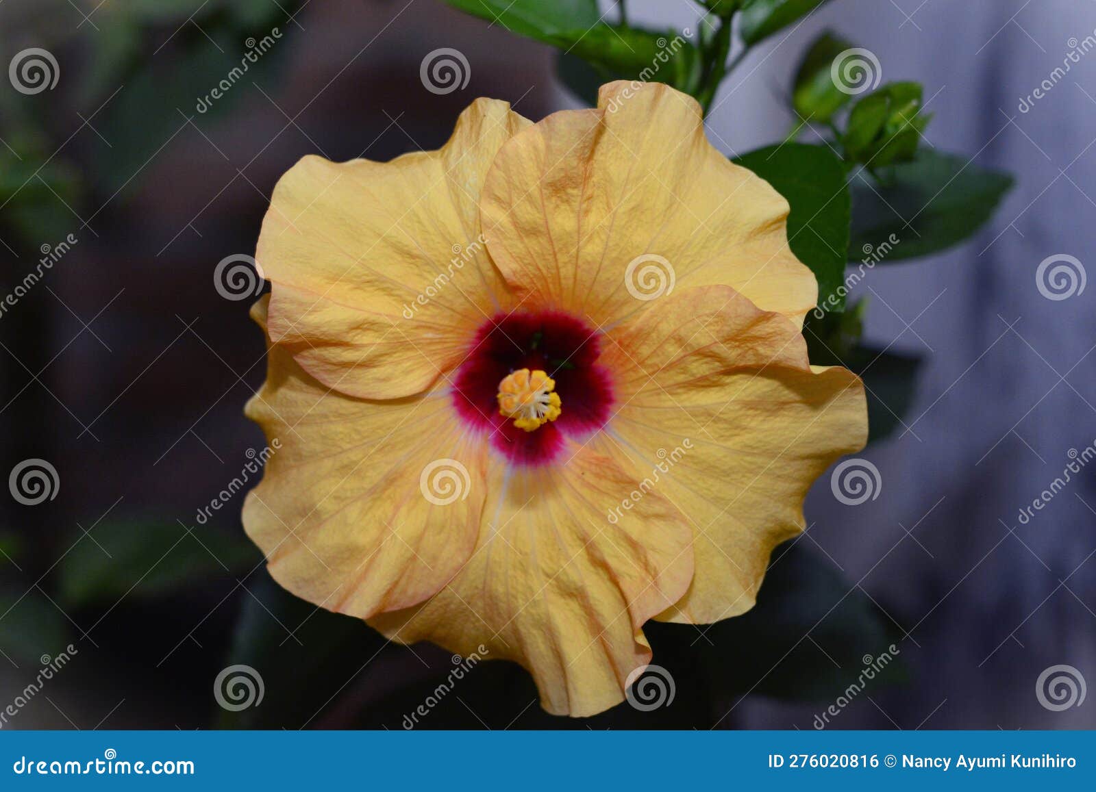 An Open Yellow Hibiscus Flower Stock Photo - Image of rose, produce ...