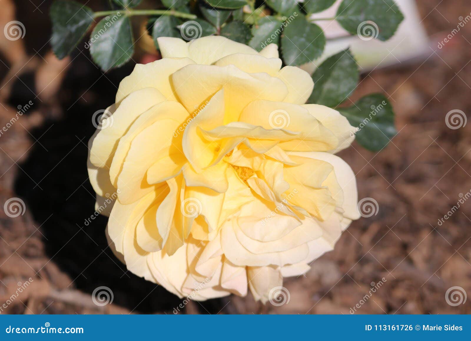 Yellow Tea Rose stock photo. Image of rose, soft, garden - 113161726