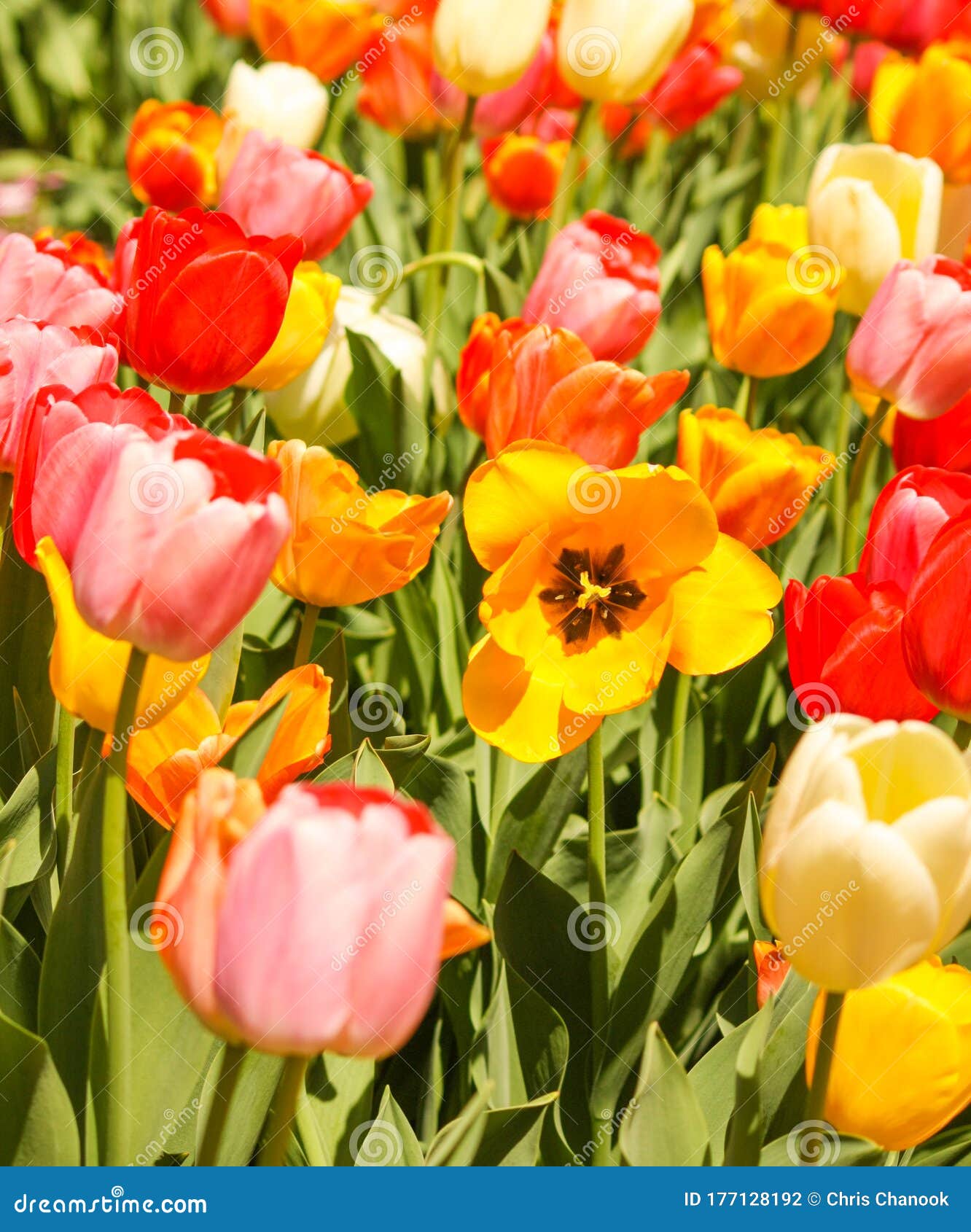 Open Bright Yellow Tulip Against the Grain Stock Photo - Image of dawn ...