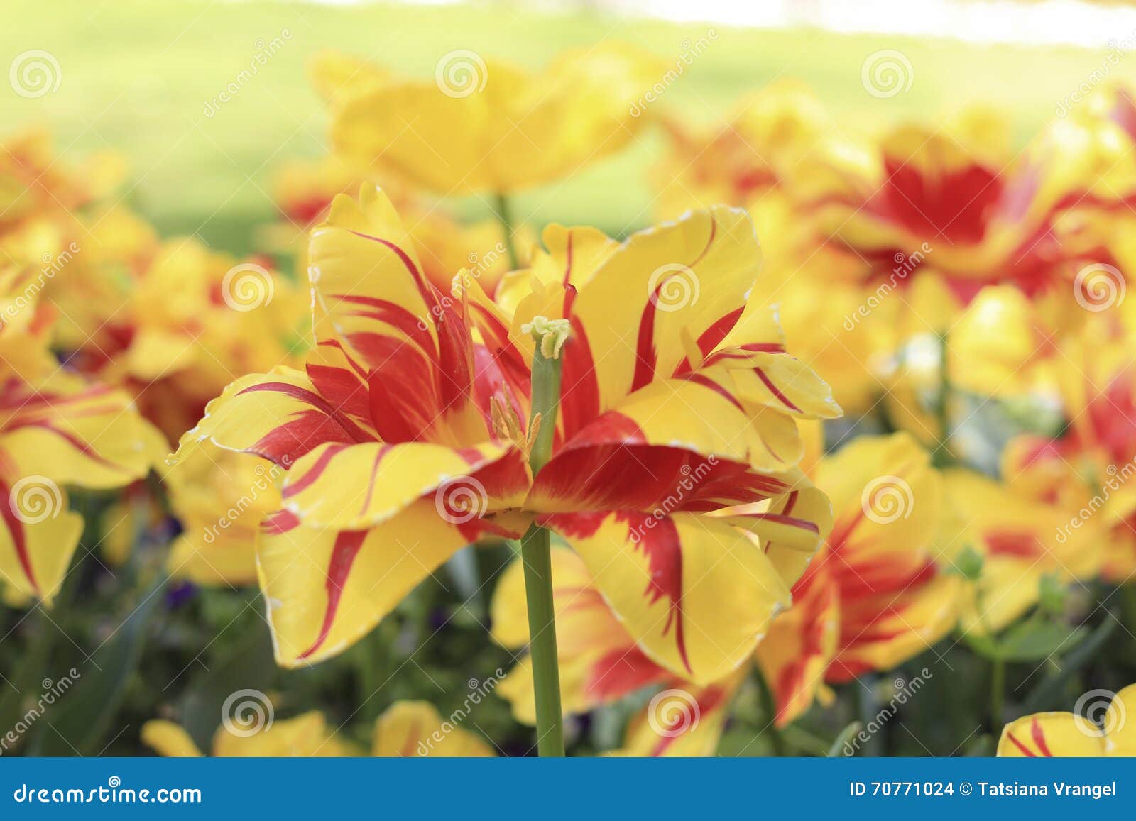 Open Yellow Tulip with Red Streaks Stock Photo - Image of garden, bloom ...