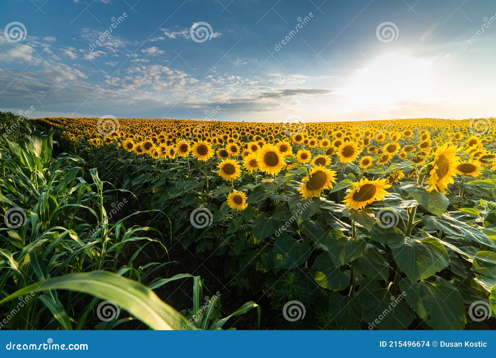 Open Young Sunflowers Field at Sunset Stock Photo - Image of darkening ...