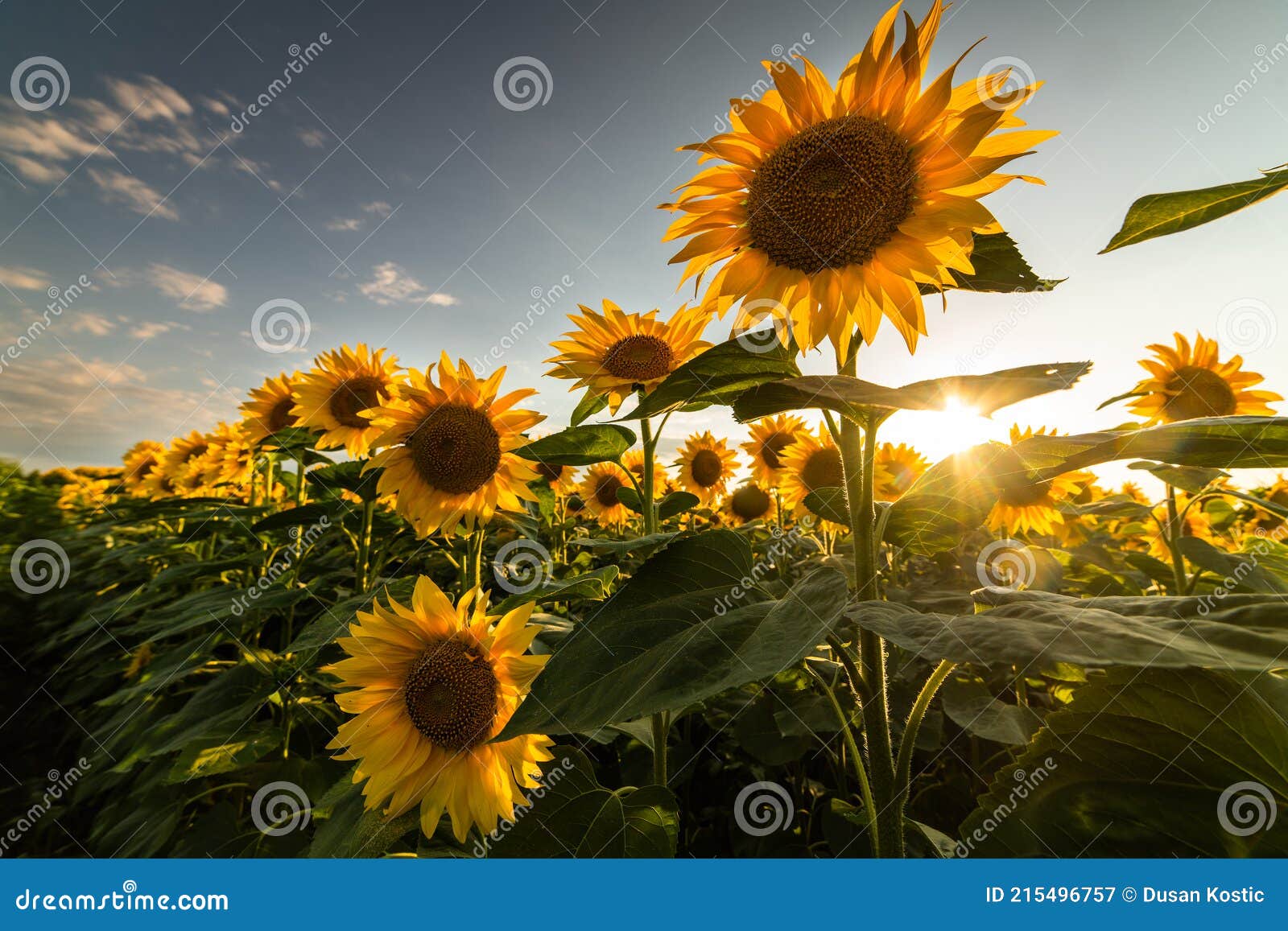 Open Young Sunflowers Field at Sunset Stock Image - Image of landscape ...