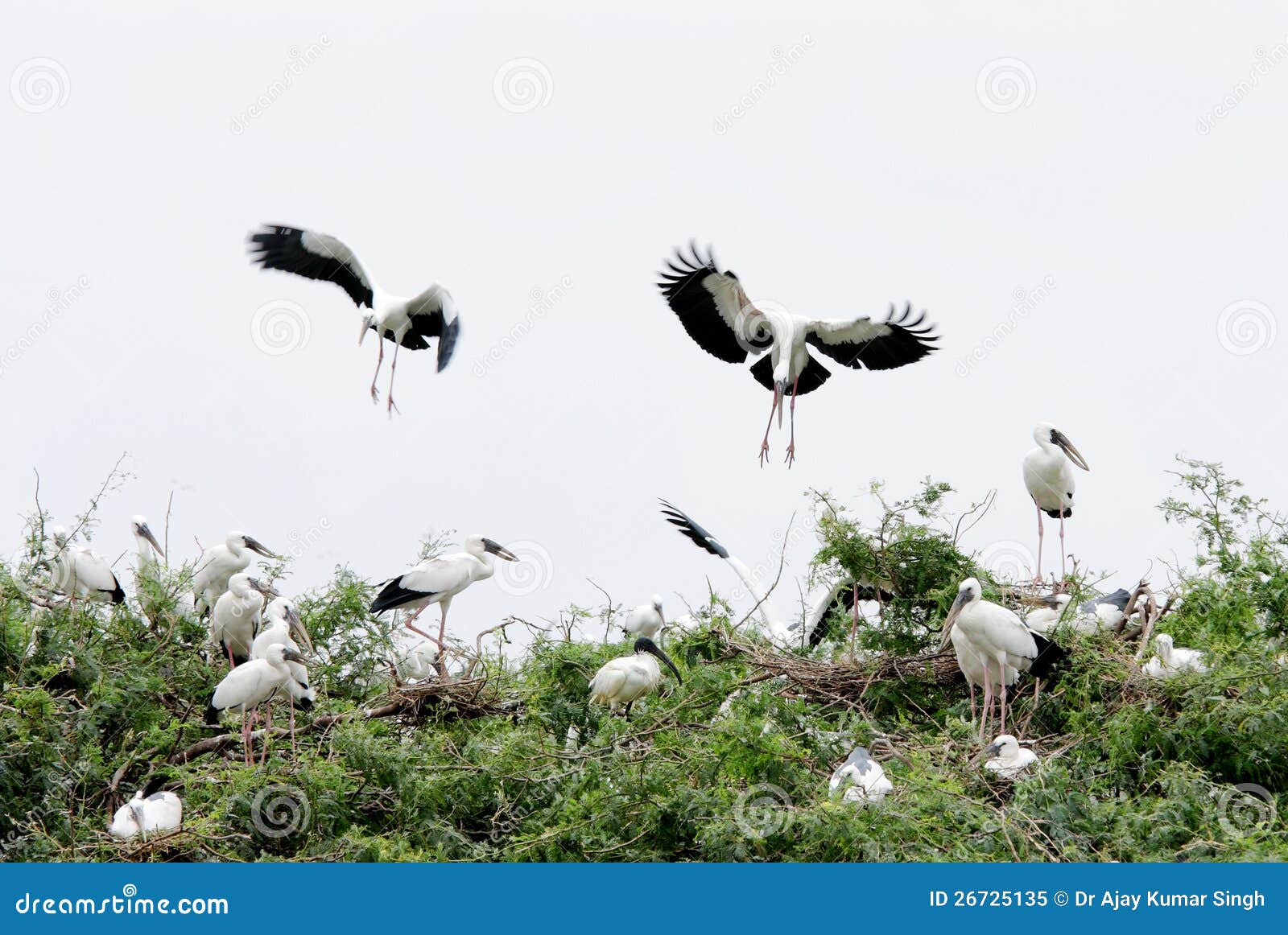 Openbill Storks Landing on the Bush Stock Image - Image of guntur, bush ...