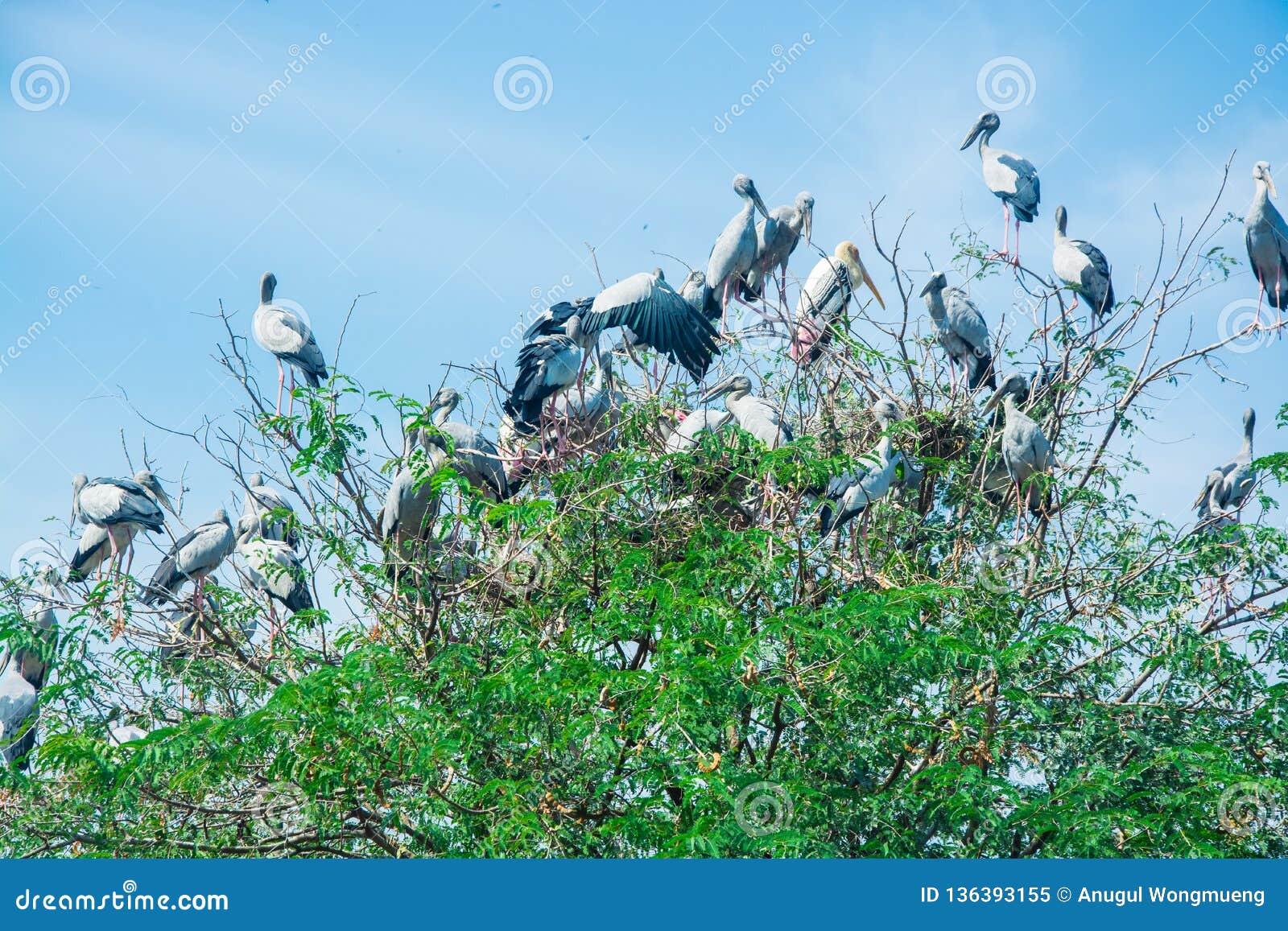 The Openbill Storks Together on the a Large Tree. Stock Image - Image ...