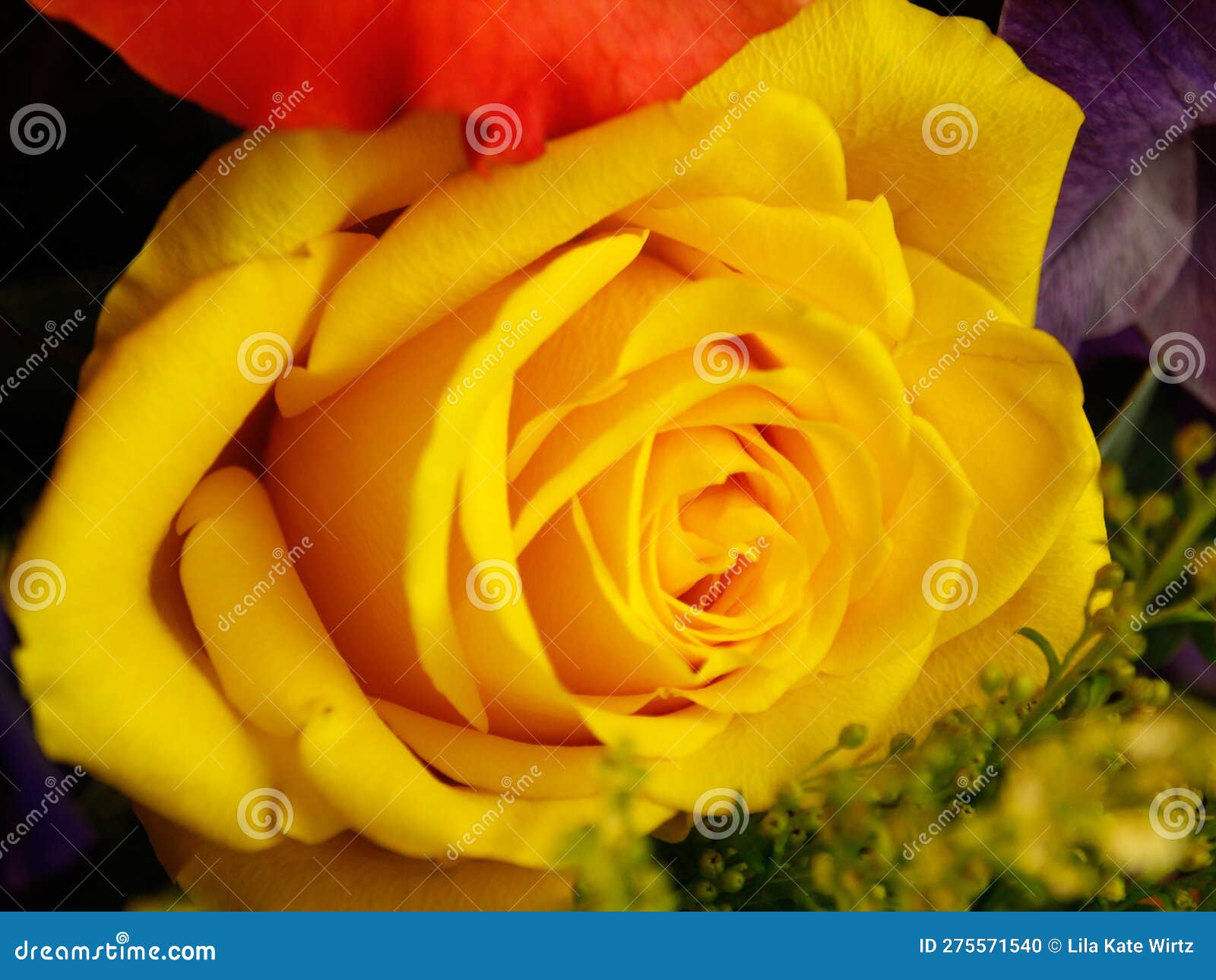 Open and Bloomed Bright Yellow Rose on Its Side Stock Photo - Image of ...