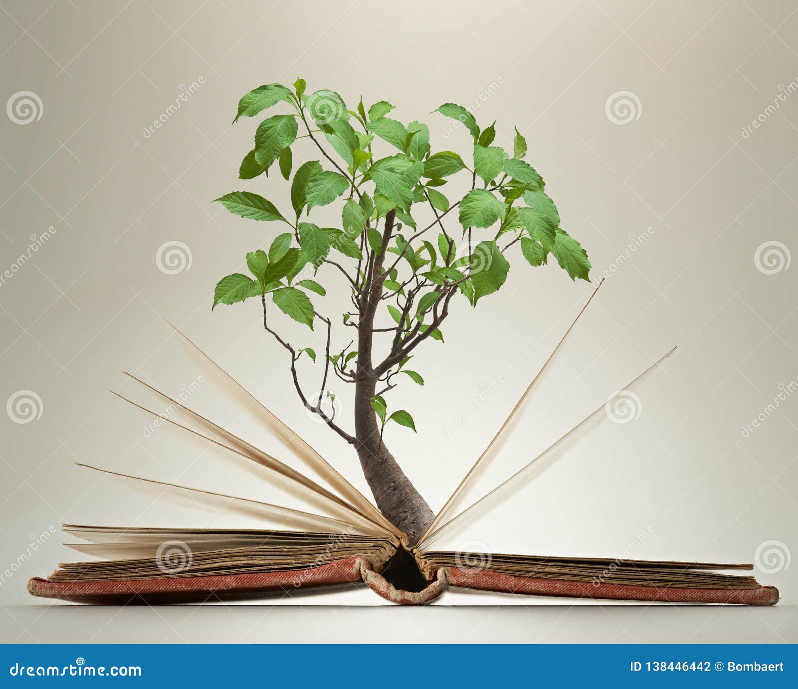 Opened Book Pages with Green Foliage on Tree Stock Photo - Image of ...