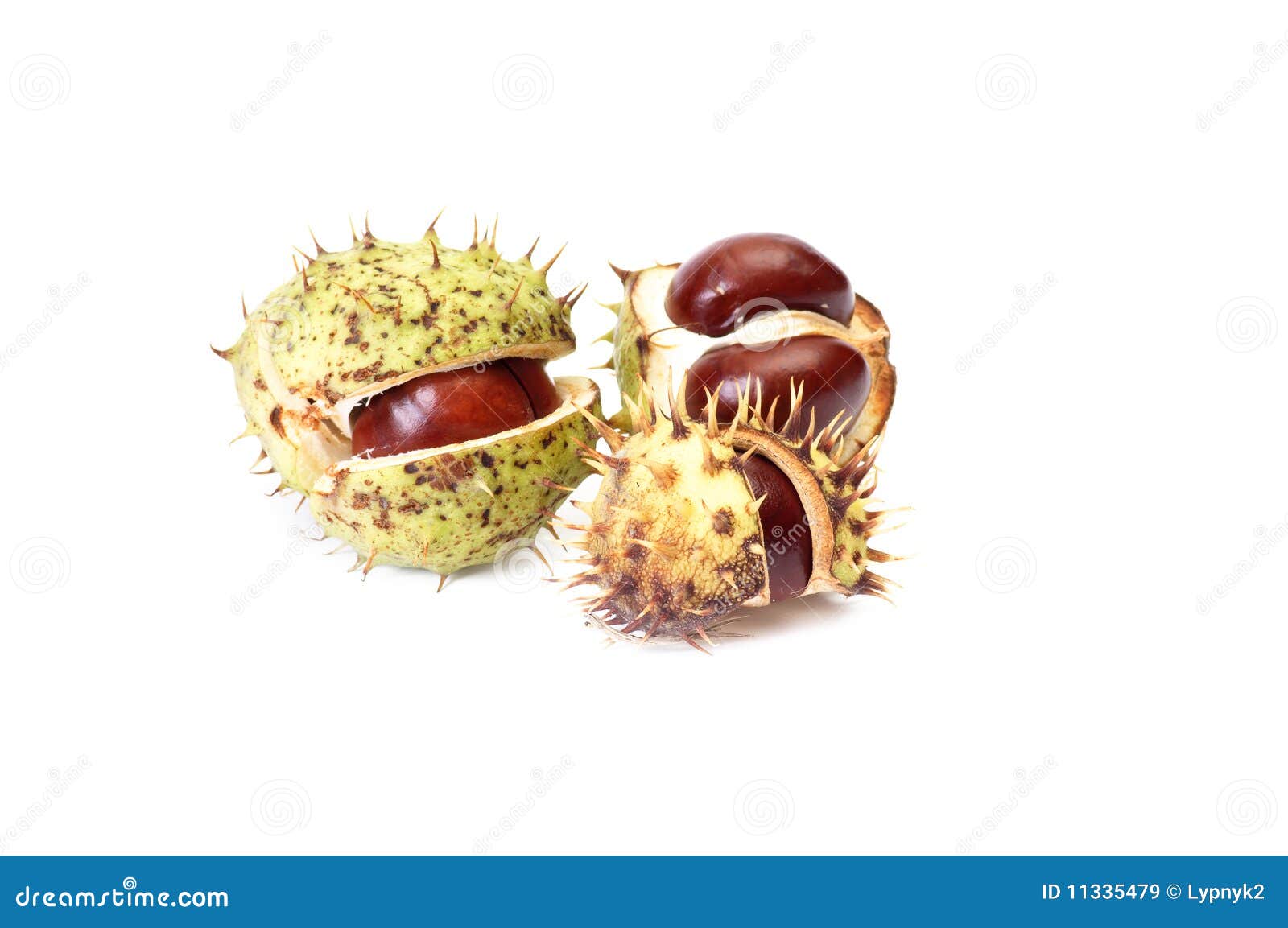 Opened Chestnuts on a White. Stock Image - Image of season, skin: 11335479