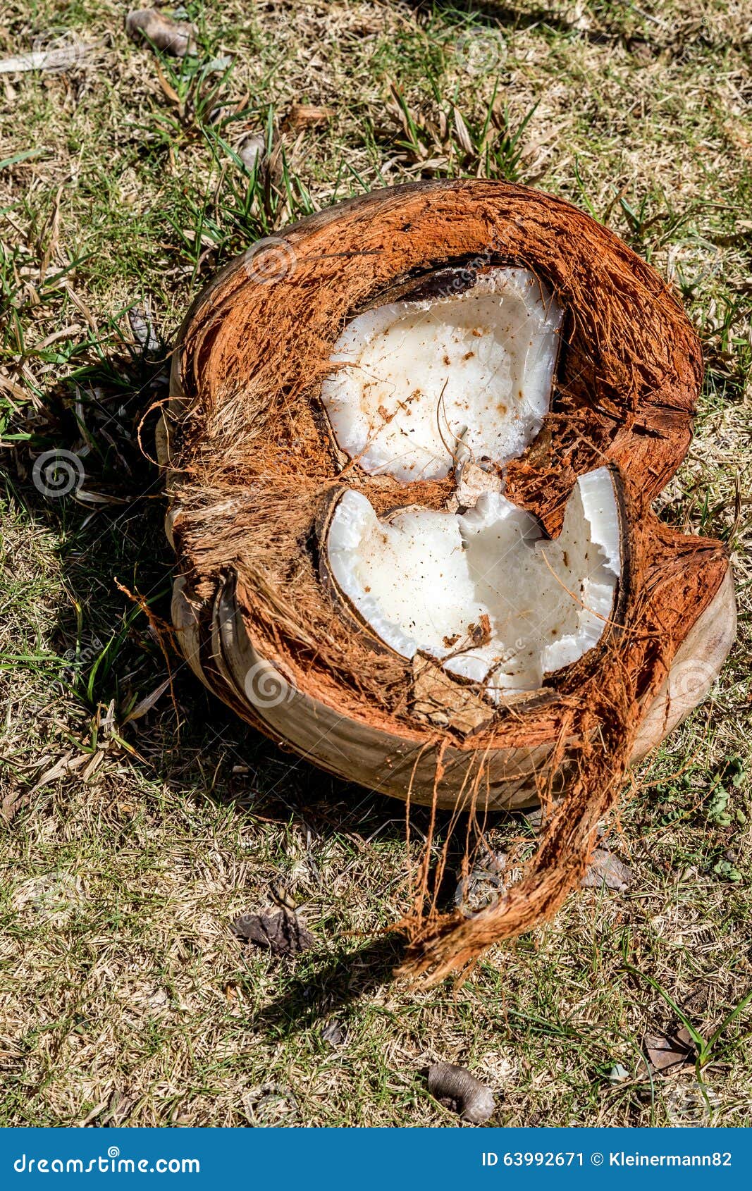 An opened coconut stock image. Image of opened, broken - 63992671