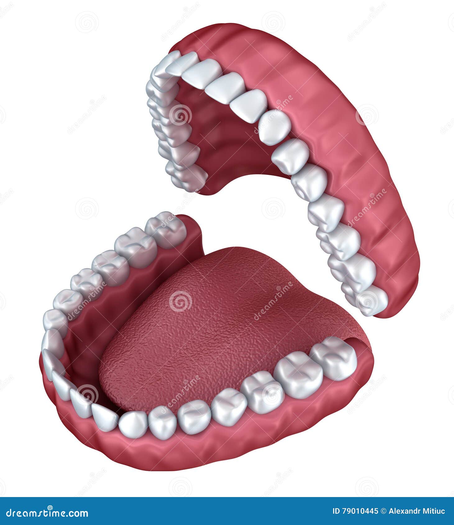 Opened denture isolated stock illustration. Illustration of dentin ...
