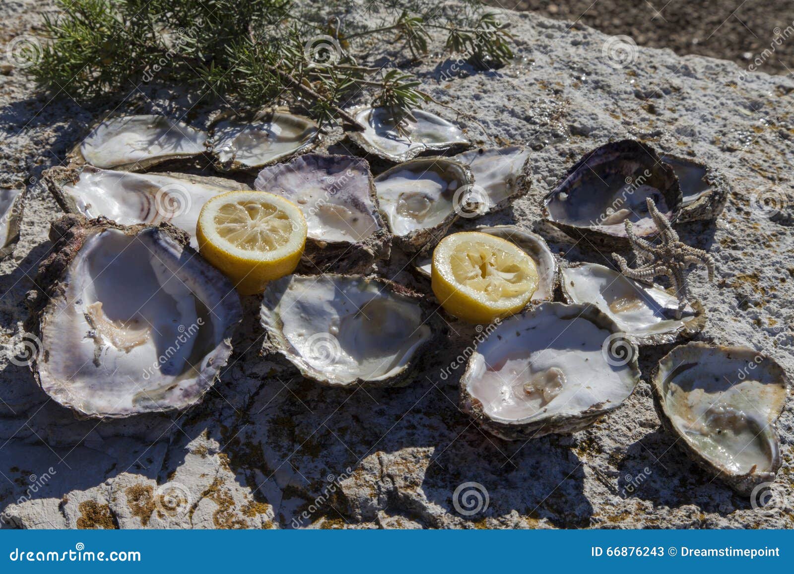 Old Empty Oyster Shell On White Background With Clipping Path Royalty ...