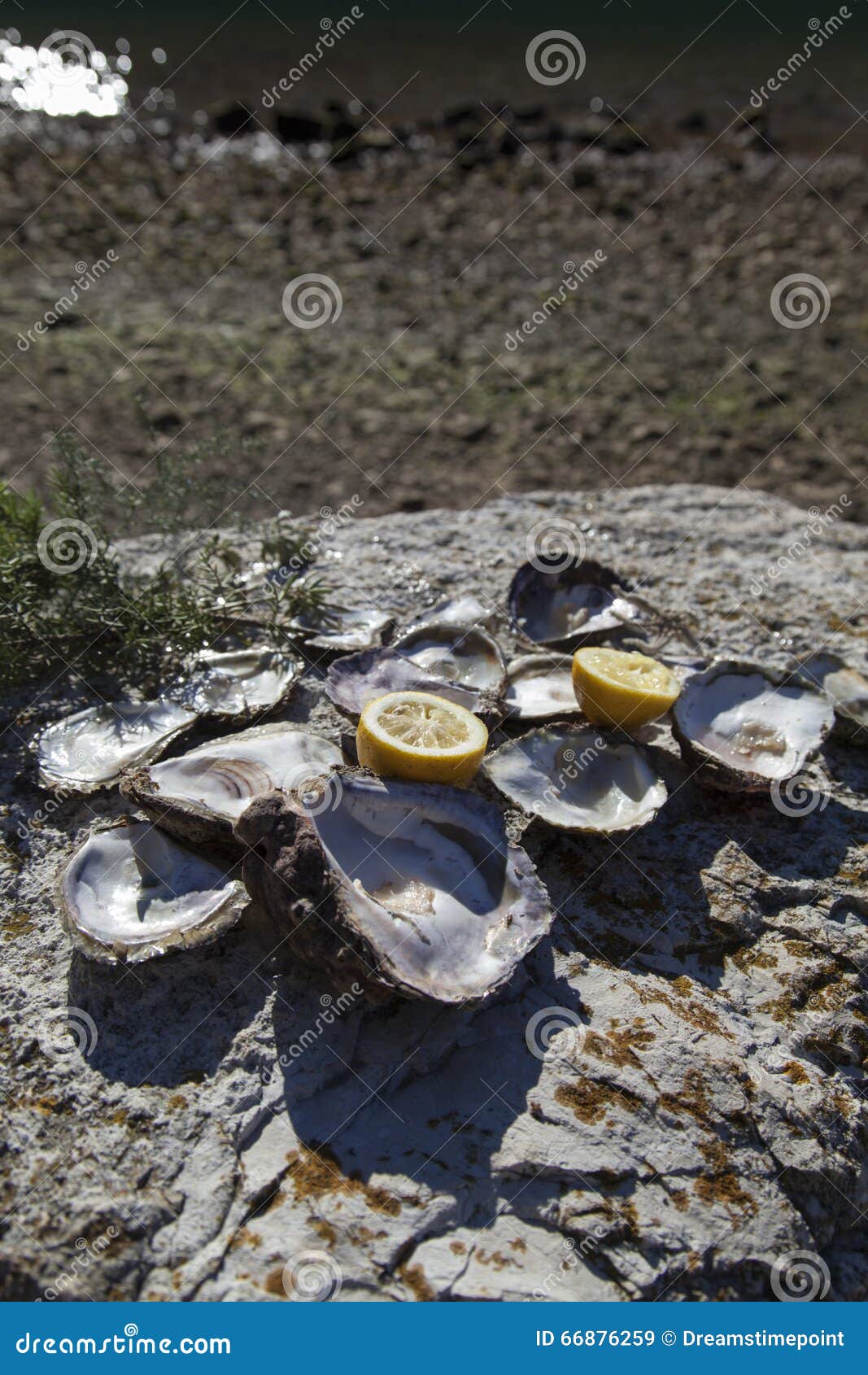 Opened Empty Oyster Shells on Sea Coast Stock Image - Image of ...