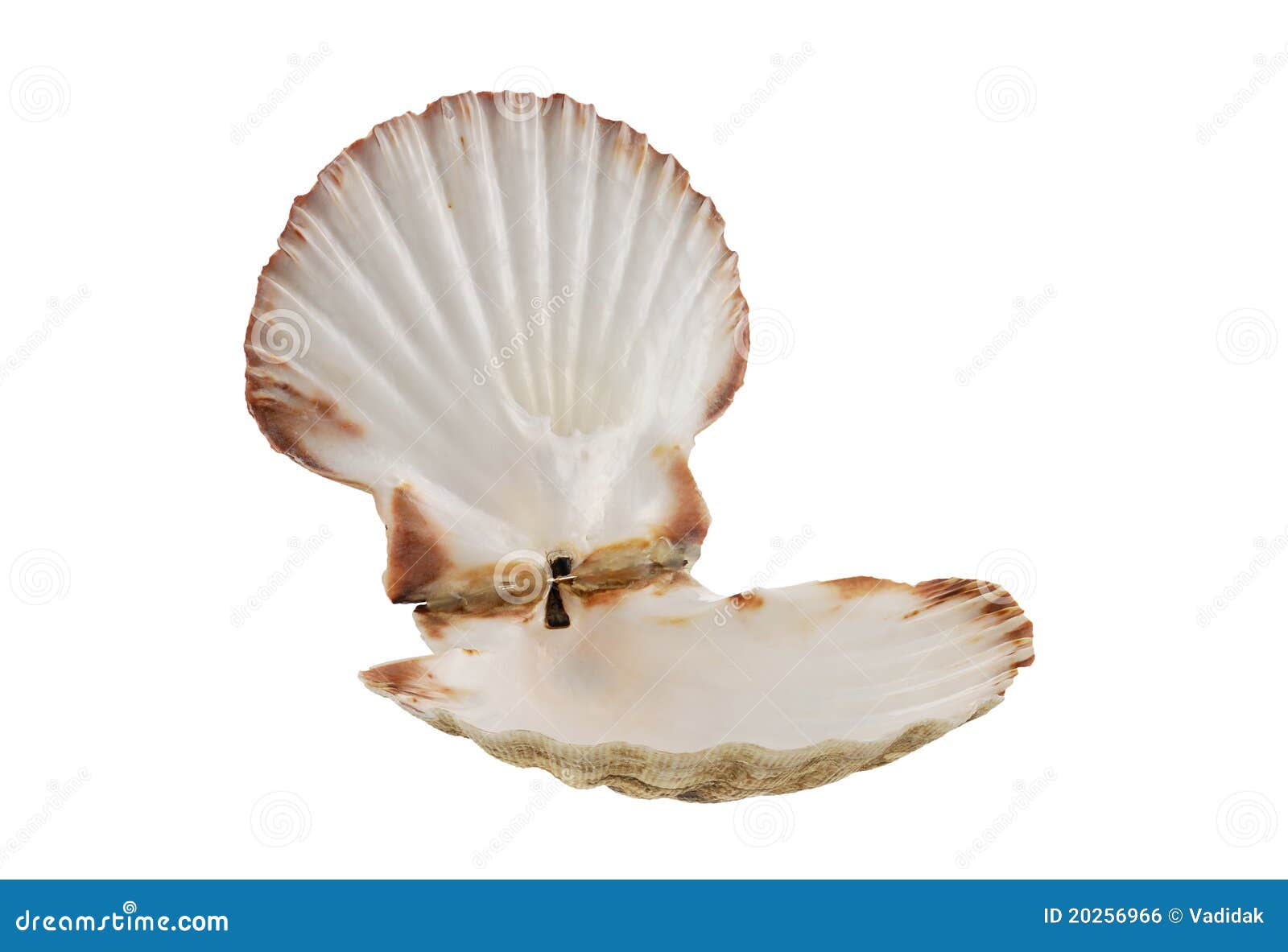 Inside Empty Oyster Shell Stock Photos - Free & Royalty-Free Stock ...